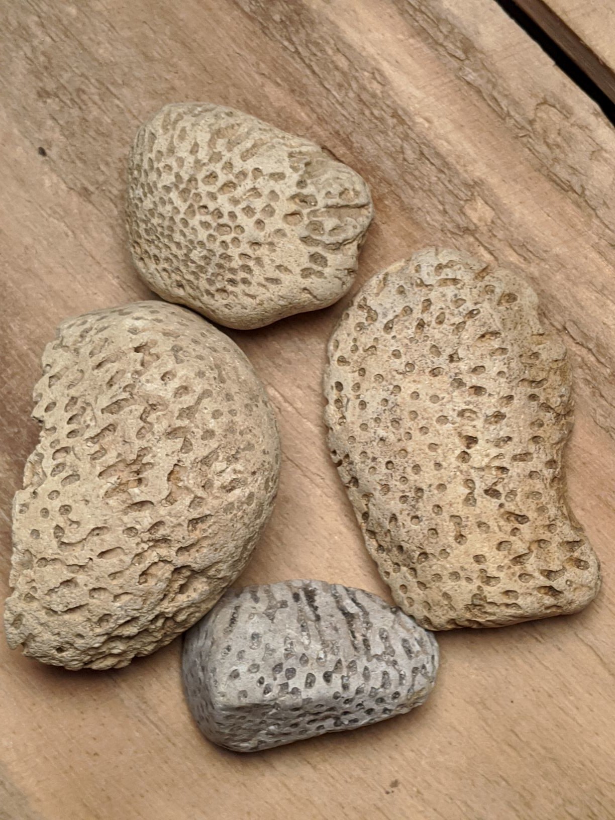 syringopora or organ pipe coral - Fossil ID - The Fossil Forum