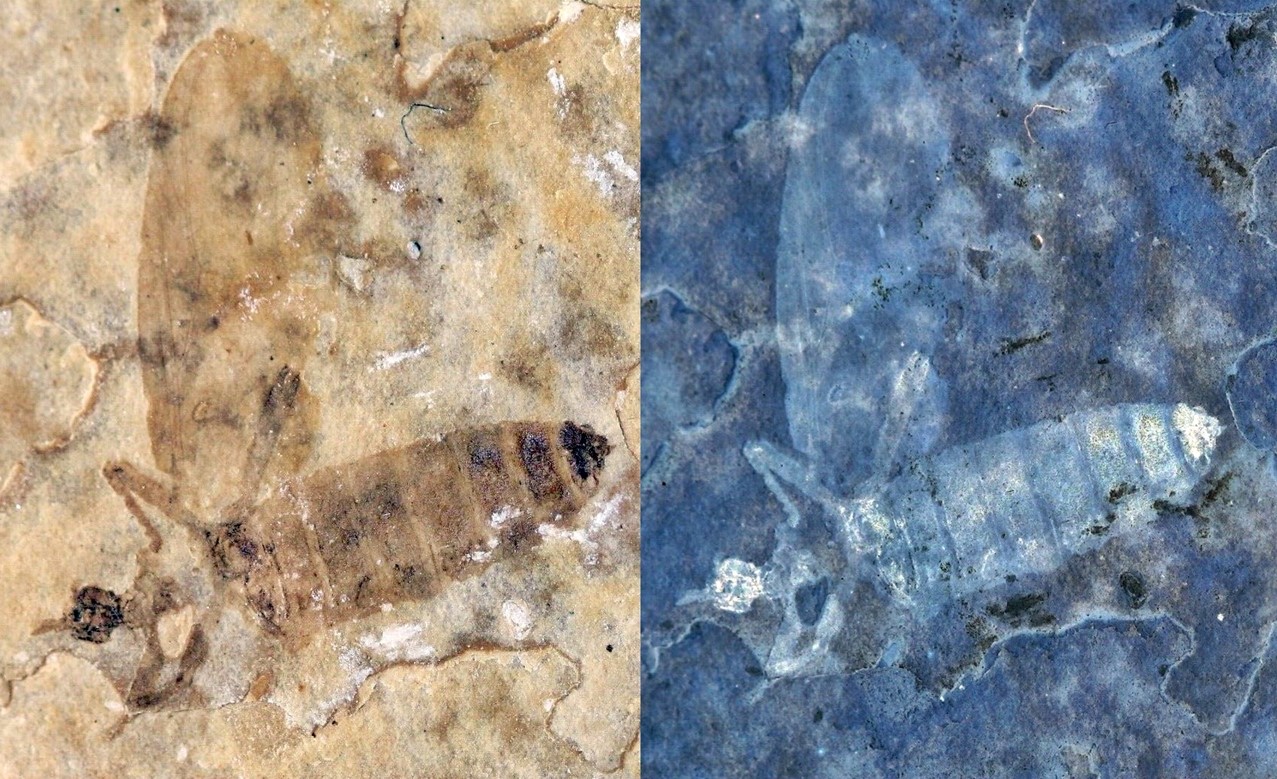 What can you tell me about this fossil insect? - Is It Real? How to ...
