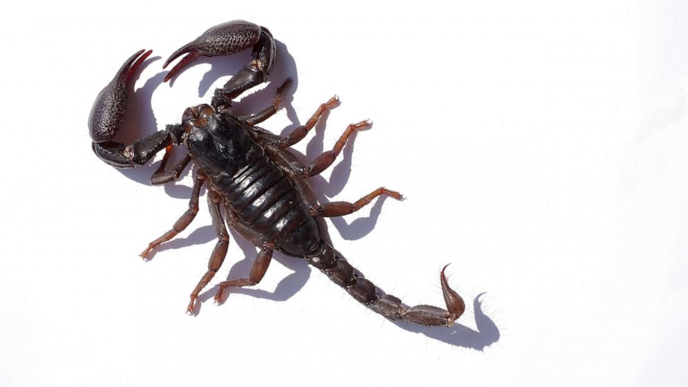 Mazon Creek Whip Scorpion - Member Collections - The Fossil Forum