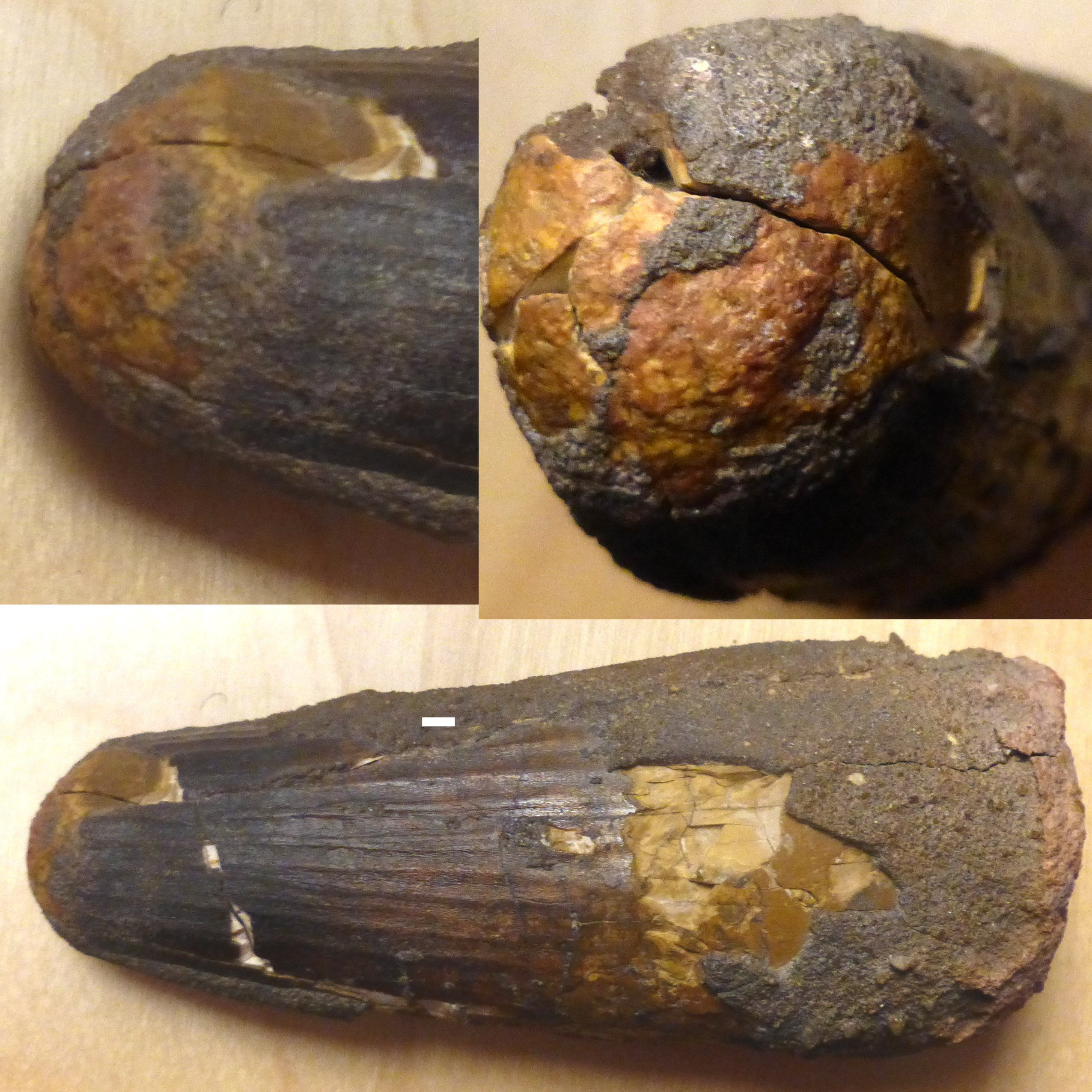 Spino tooth wear and tear - Is It Real? How to Recognize Fossil ...