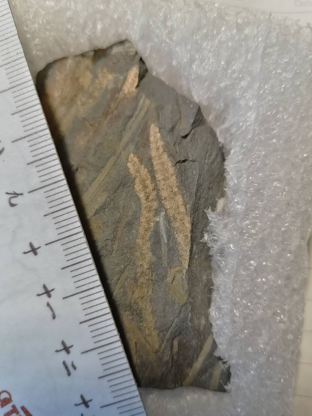 Calamostachys or bowmanites? - Fossil ID - The Fossil Forum