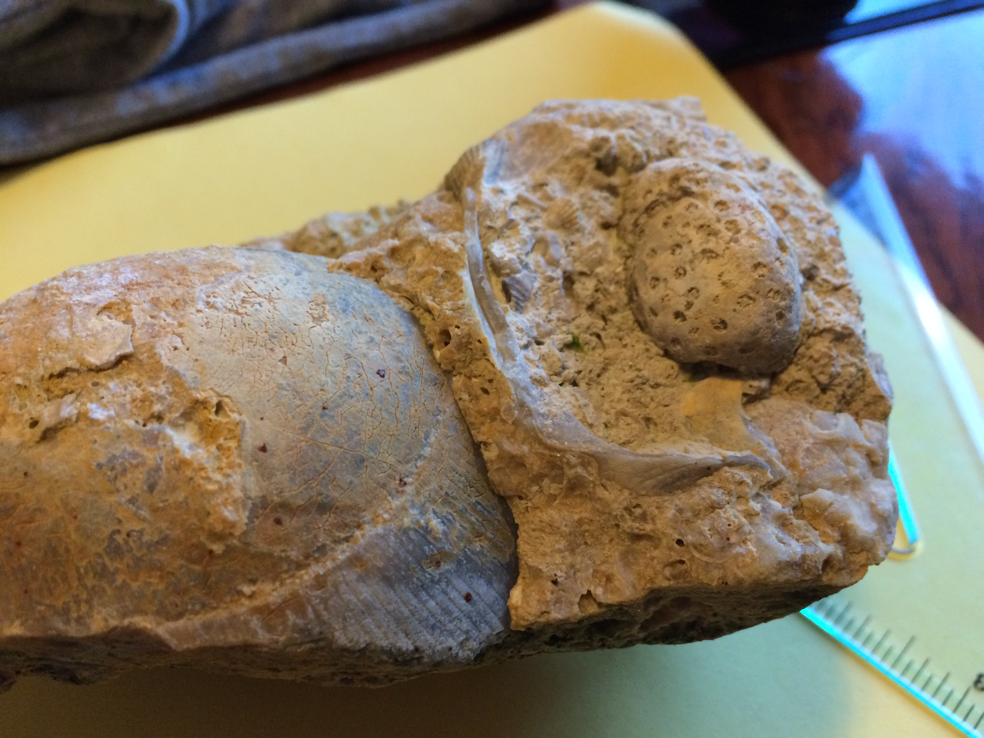 Shell fossils from unearthed white lias stone - Fossil ID - The Fossil ...