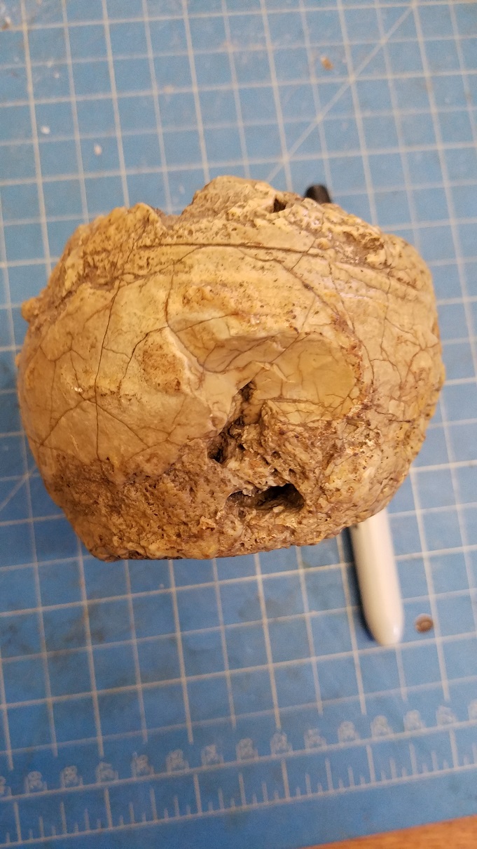 Fossilized Mammoth Ball Joint??? - Fossil ID - The Fossil Forum