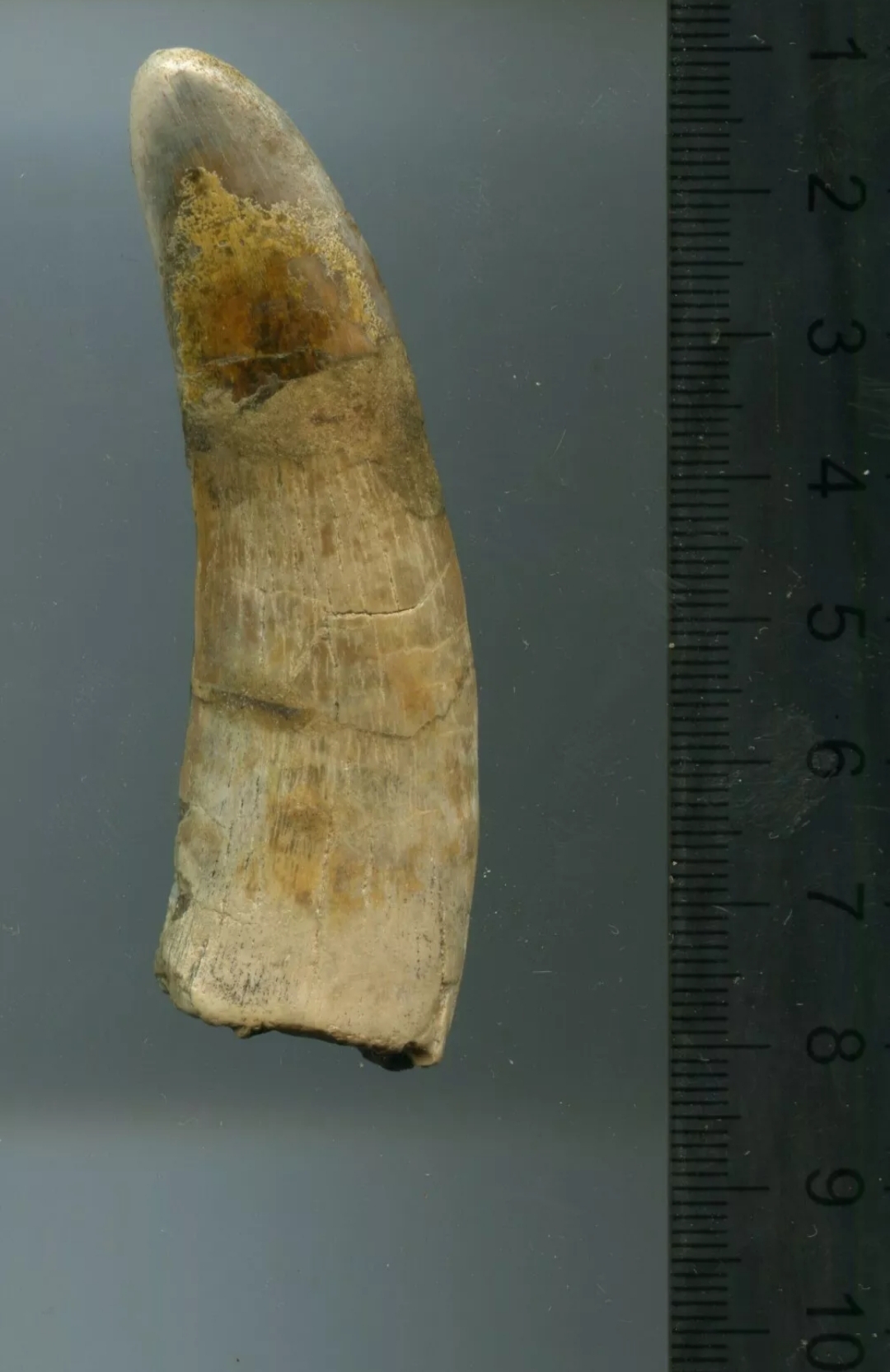 Asian Tyrannosaurid Tooth - Fossil ID - The Fossil Forum