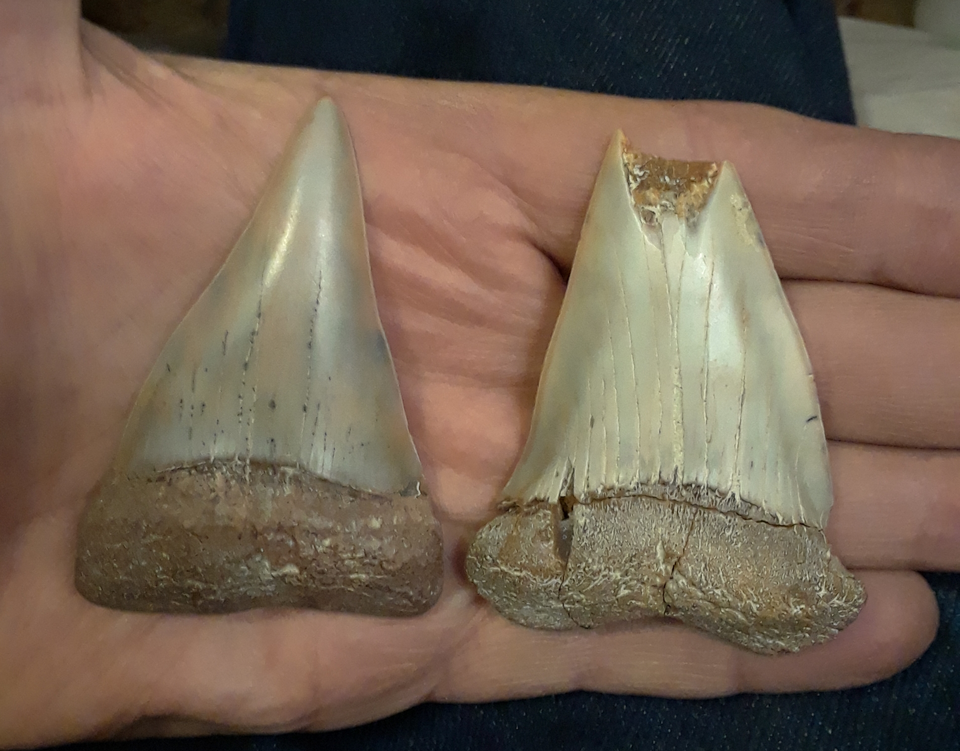 How big did mako teeth get? - General Fossil Discussion - The Fossil Forum