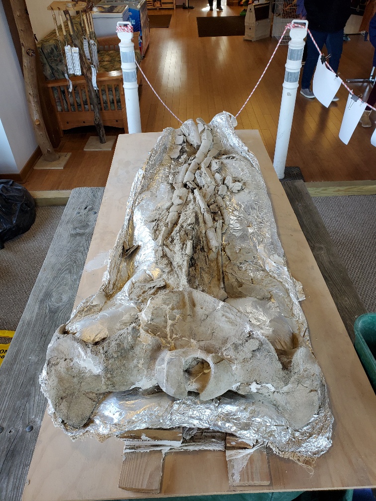 Miocene Whale Recovered From & for Display at VA State Park - Partners ...