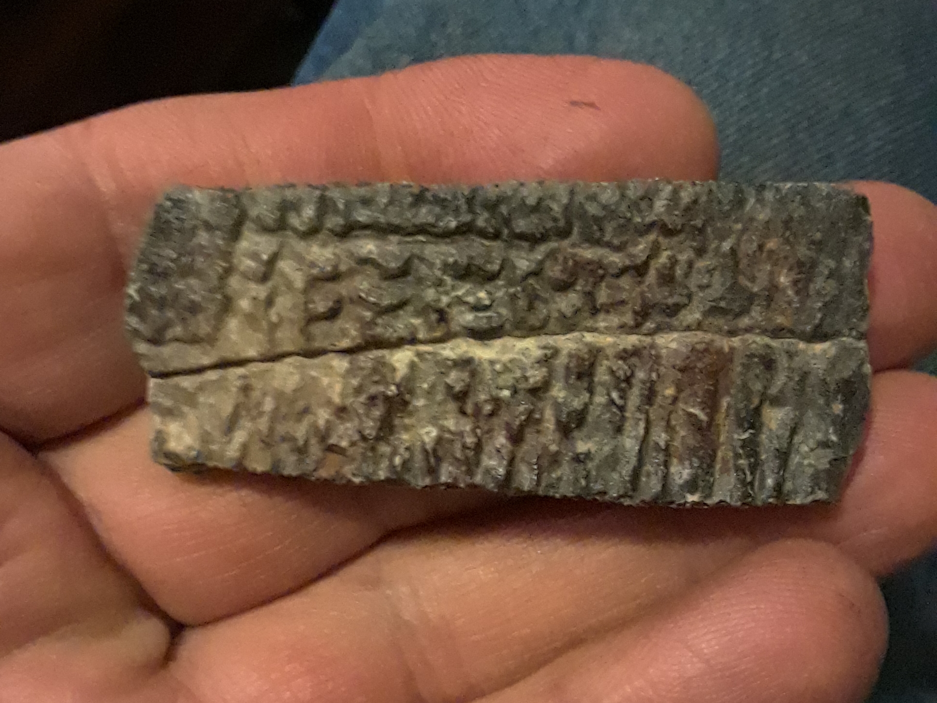 Strange bone pattern - Fossil ID - The Fossil Forum