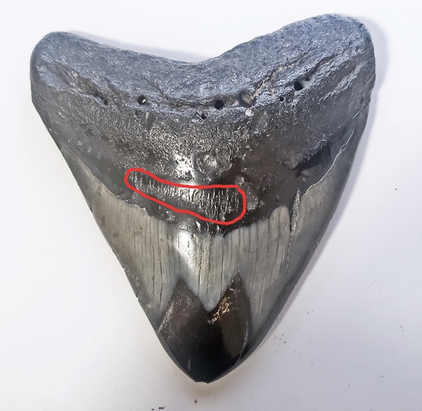 Meg tooth authentication - Is It Real? How to Recognize Fossil ...