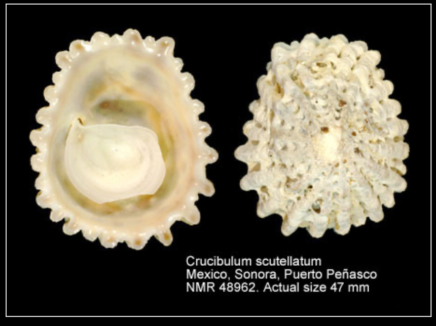 acorn husk? Or coral/bryozoan - Fossil ID - The Fossil Forum