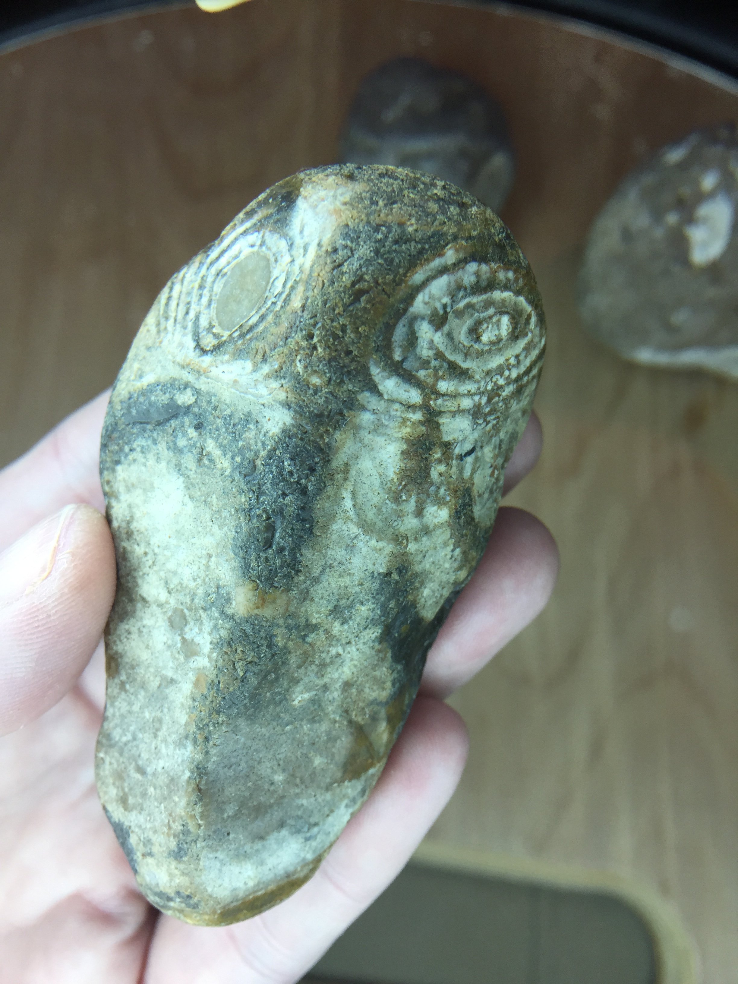 Sea turtle embryo ID request - Fossil ID - The Fossil Forum