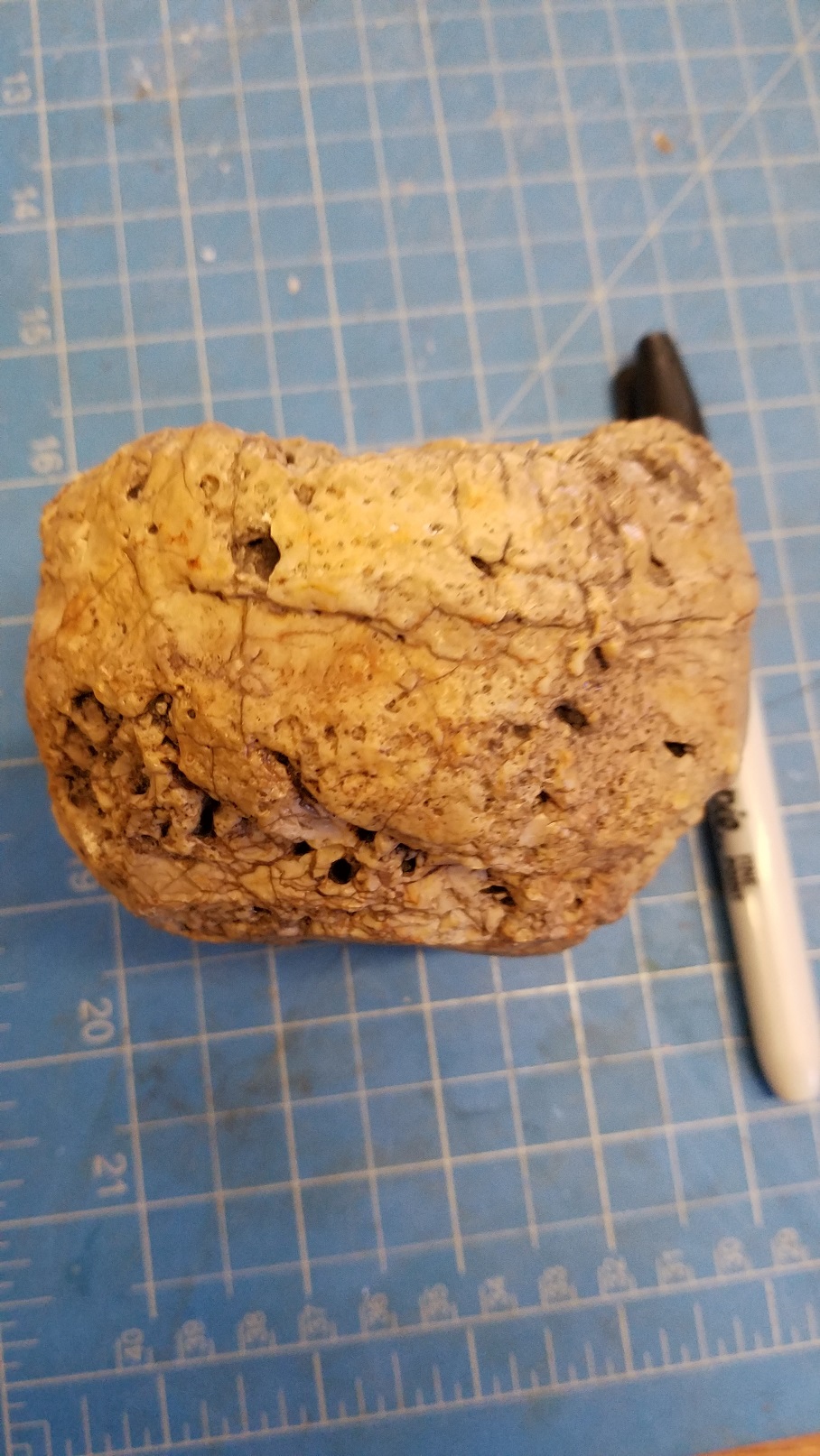 Fossilized Mammoth Ball Joint??? - Fossil ID - The Fossil Forum