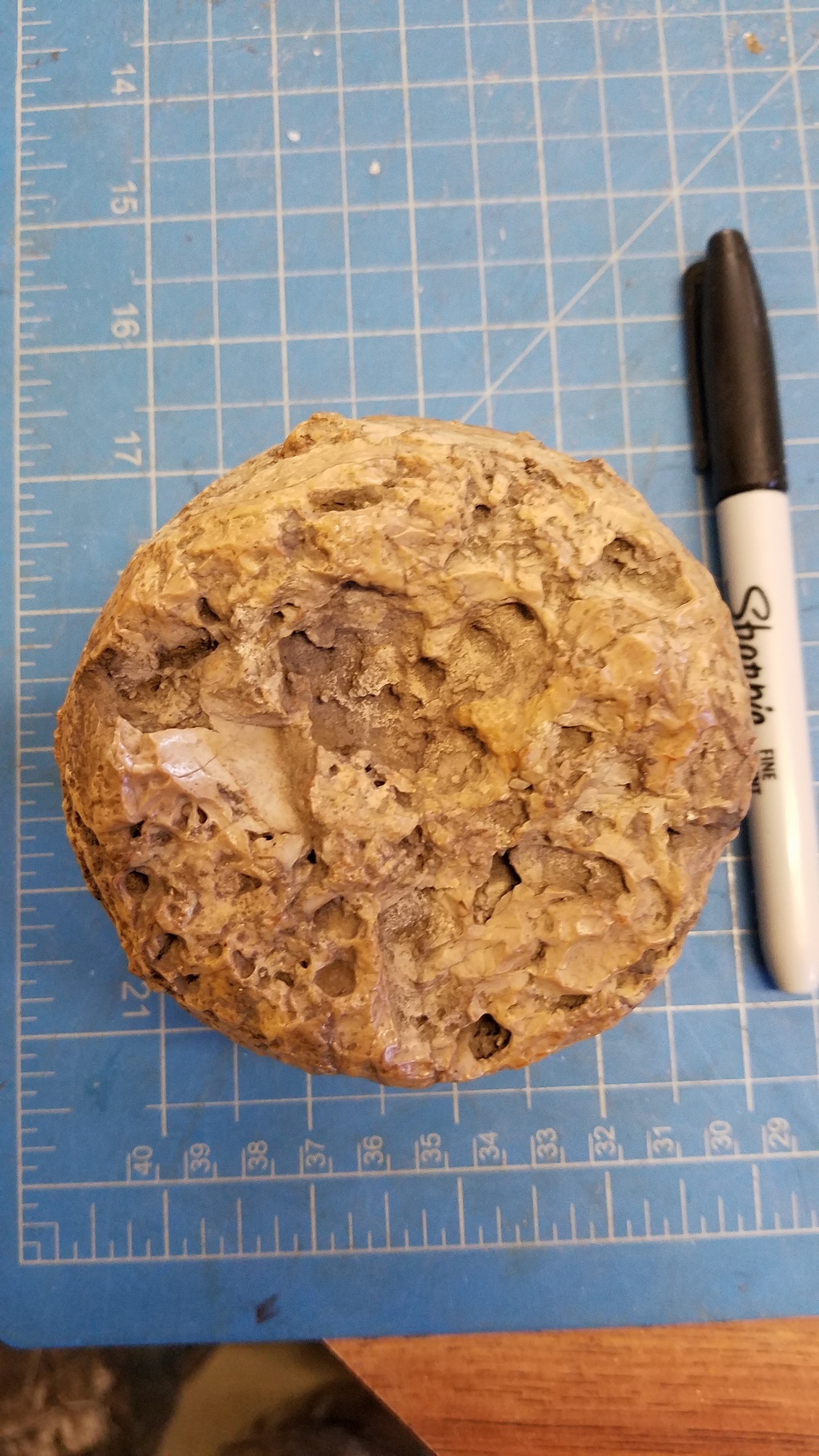 Fossilized Mammoth Ball Joint??? - Fossil ID - The Fossil Forum