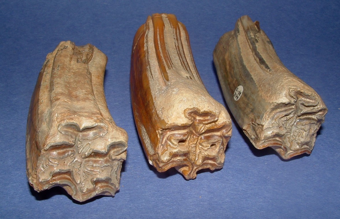 Tooth identification help needed - Fossil ID - The Fossil Forum