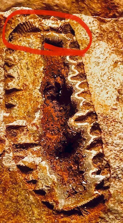 Ancient alien bite mark! - Fossil ID - The Fossil Forum