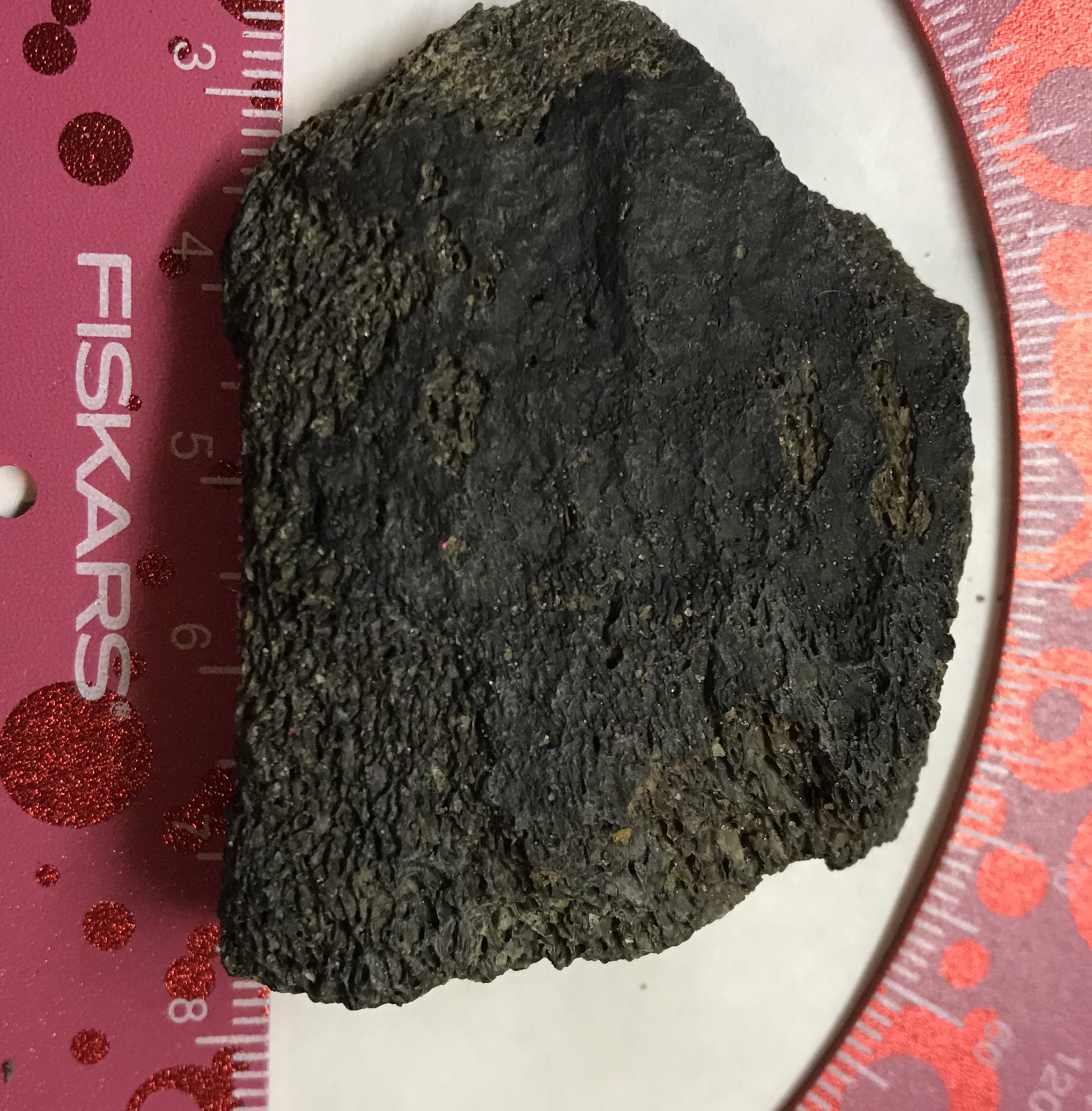 Strange bone pattern - Fossil ID - The Fossil Forum