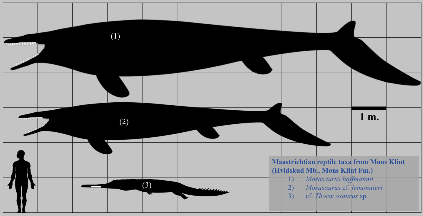 Møns Klint fossil reptiles - size comparison chart - General Fossil ...
