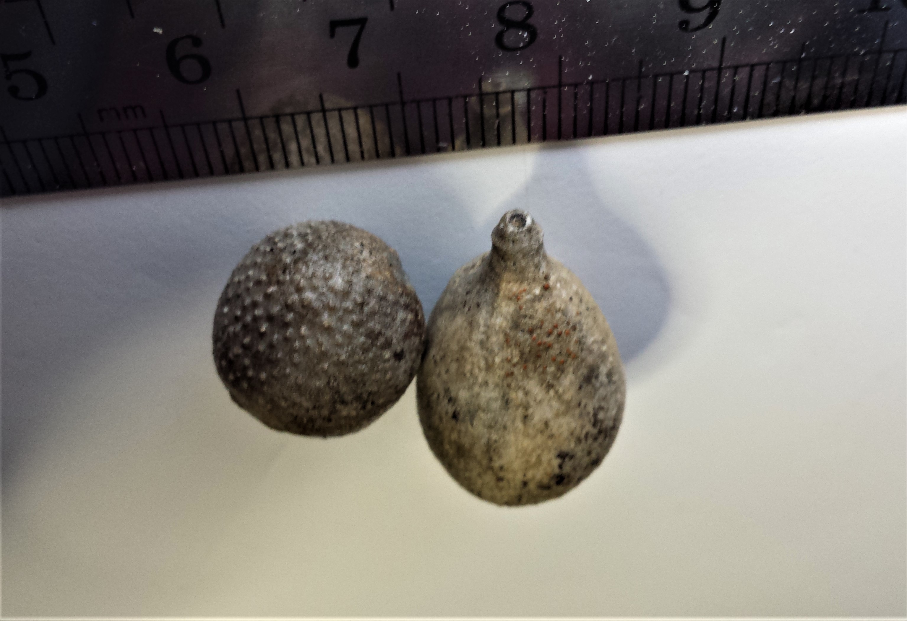Seed pod ID request #2 - Fossil ID - The Fossil Forum