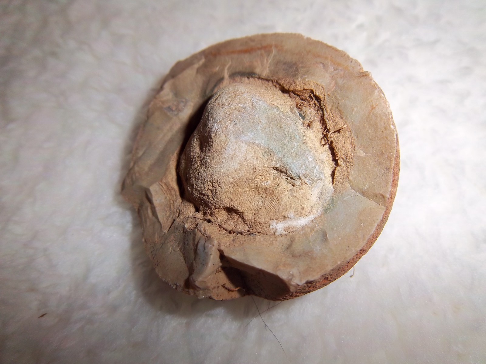 Seed Pod #3 Black Walnut(?) ID verification - Fossil ID - The Fossil Forum
