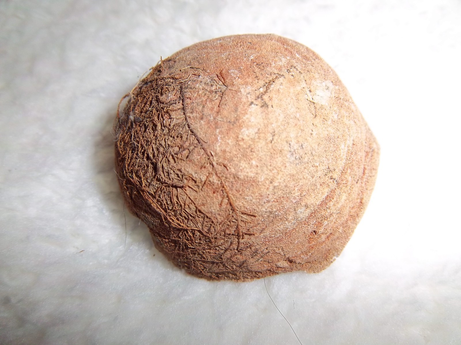 Seed Pod #3 Black Walnut(?) ID verification - Fossil ID - The Fossil Forum