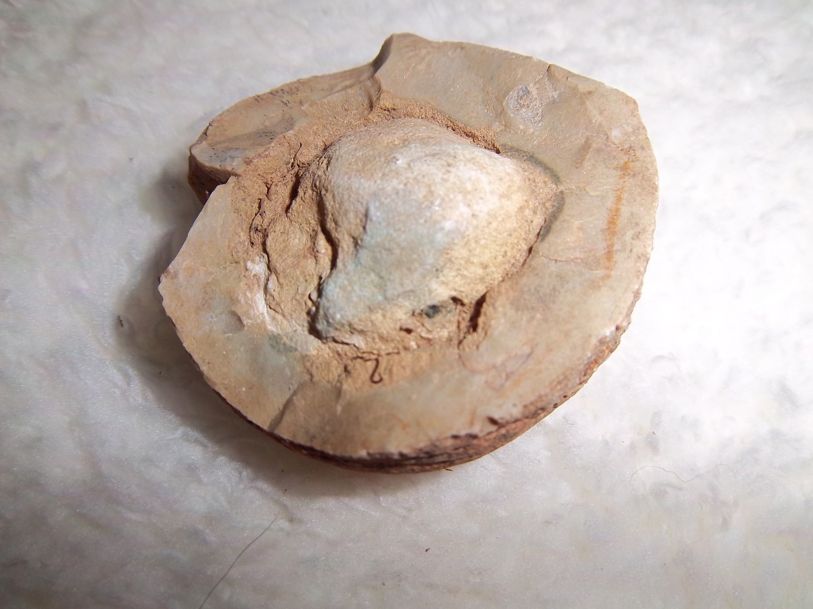 Seed Pod #3 Black Walnut(?) ID verification - Fossil ID - The Fossil Forum