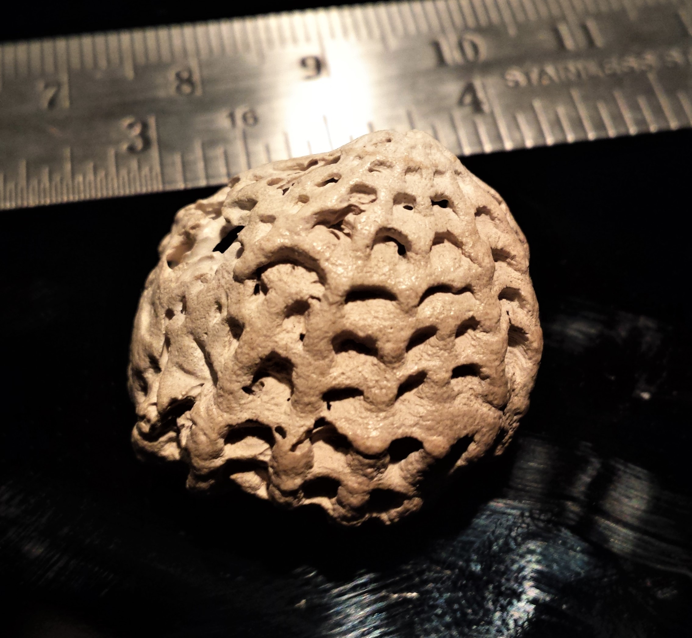 acorn husk? Or coral/bryozoan - Fossil ID - The Fossil Forum