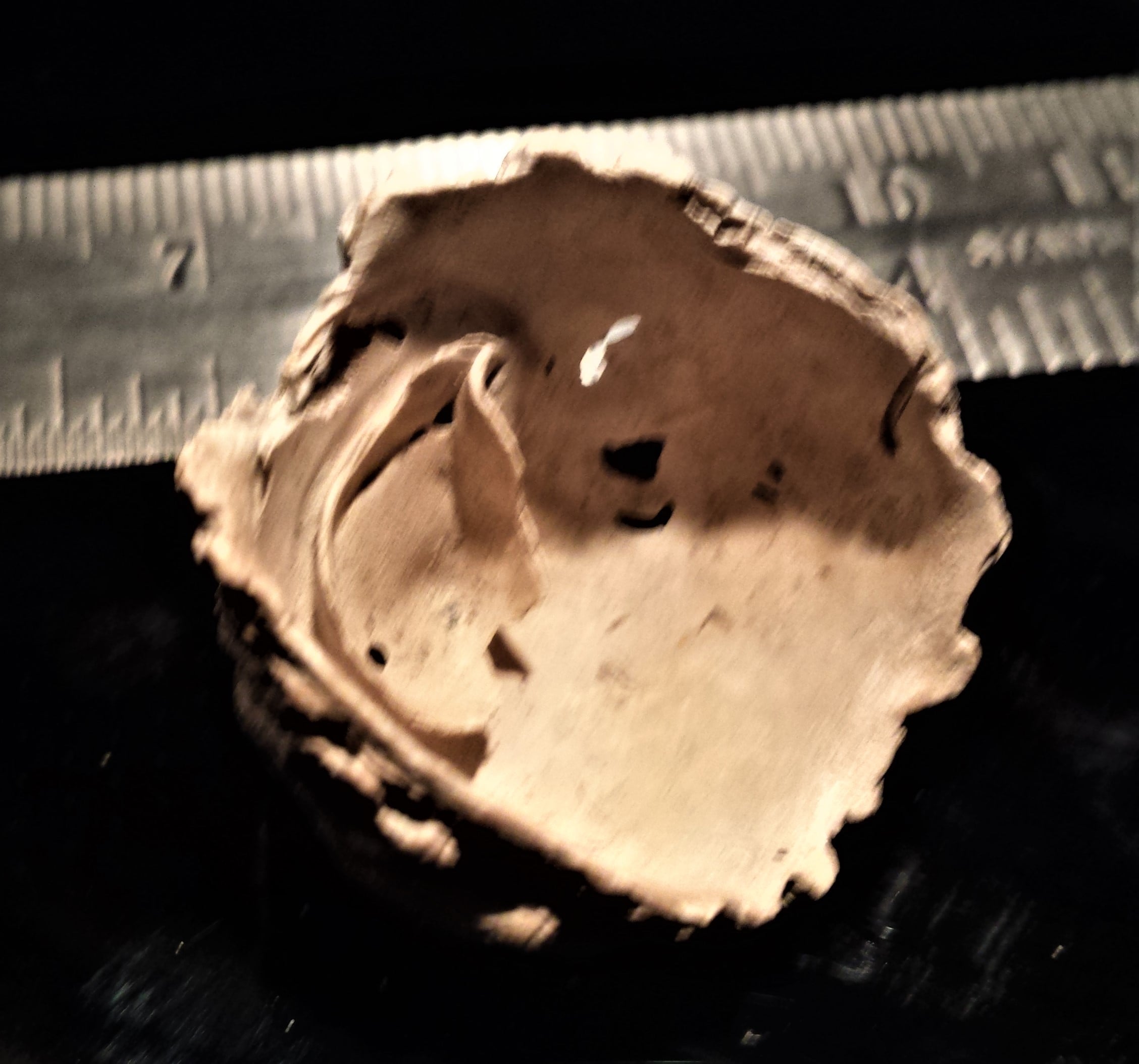 acorn husk? Or coral/bryozoan - Fossil ID - The Fossil Forum