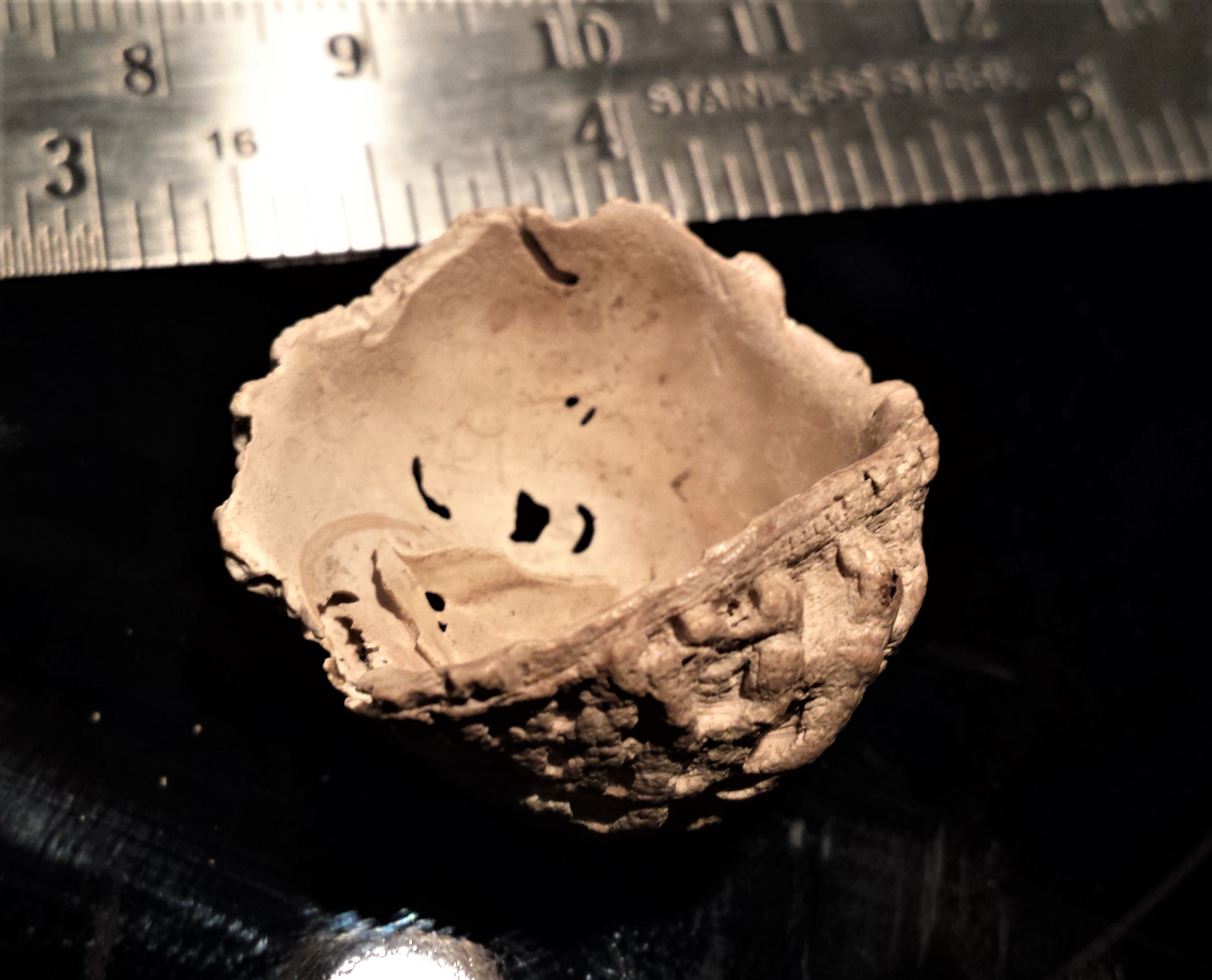 acorn husk? Or coral/bryozoan - Fossil ID - The Fossil Forum
