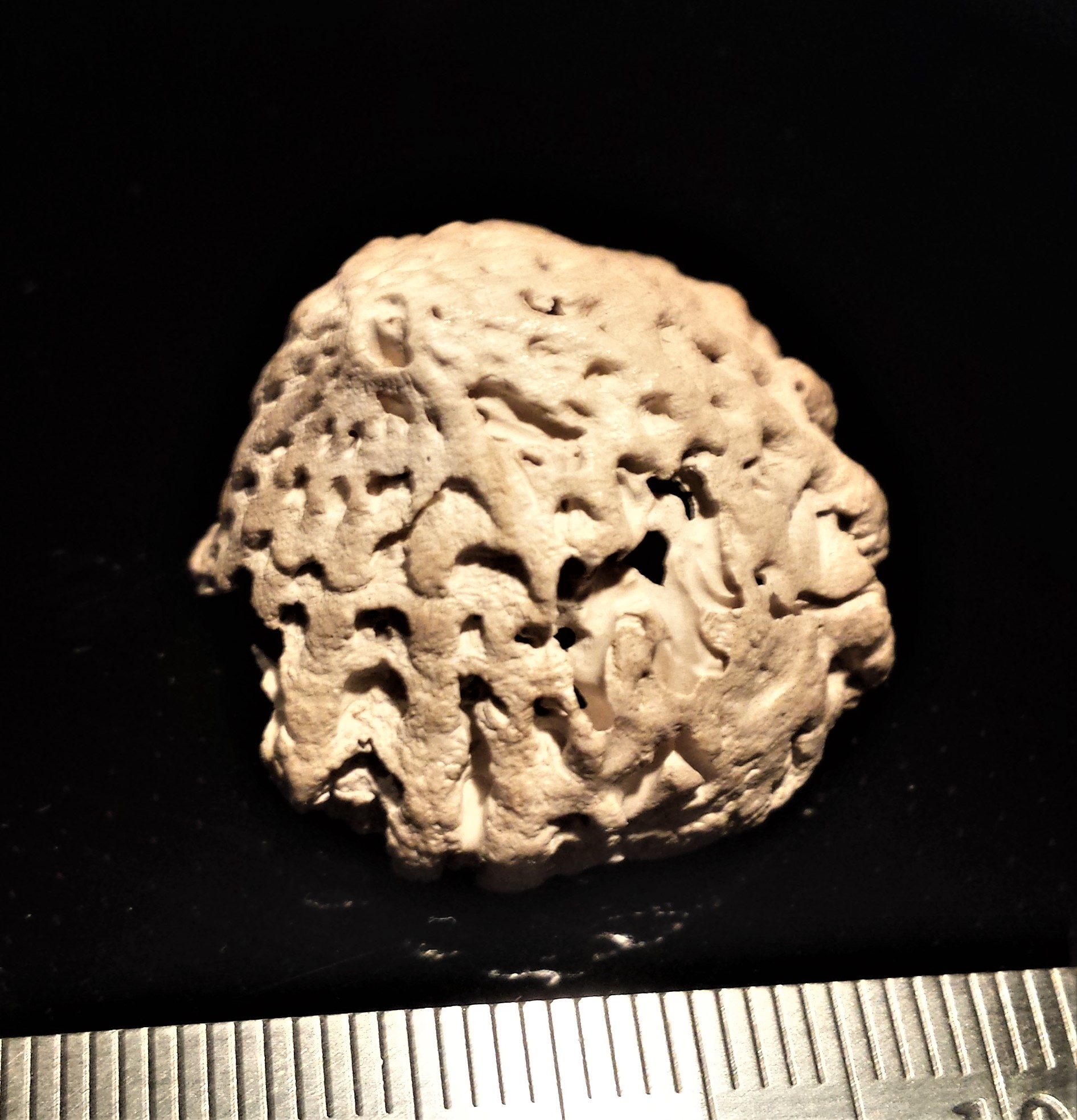 acorn husk? Or coral/bryozoan - Fossil ID - The Fossil Forum