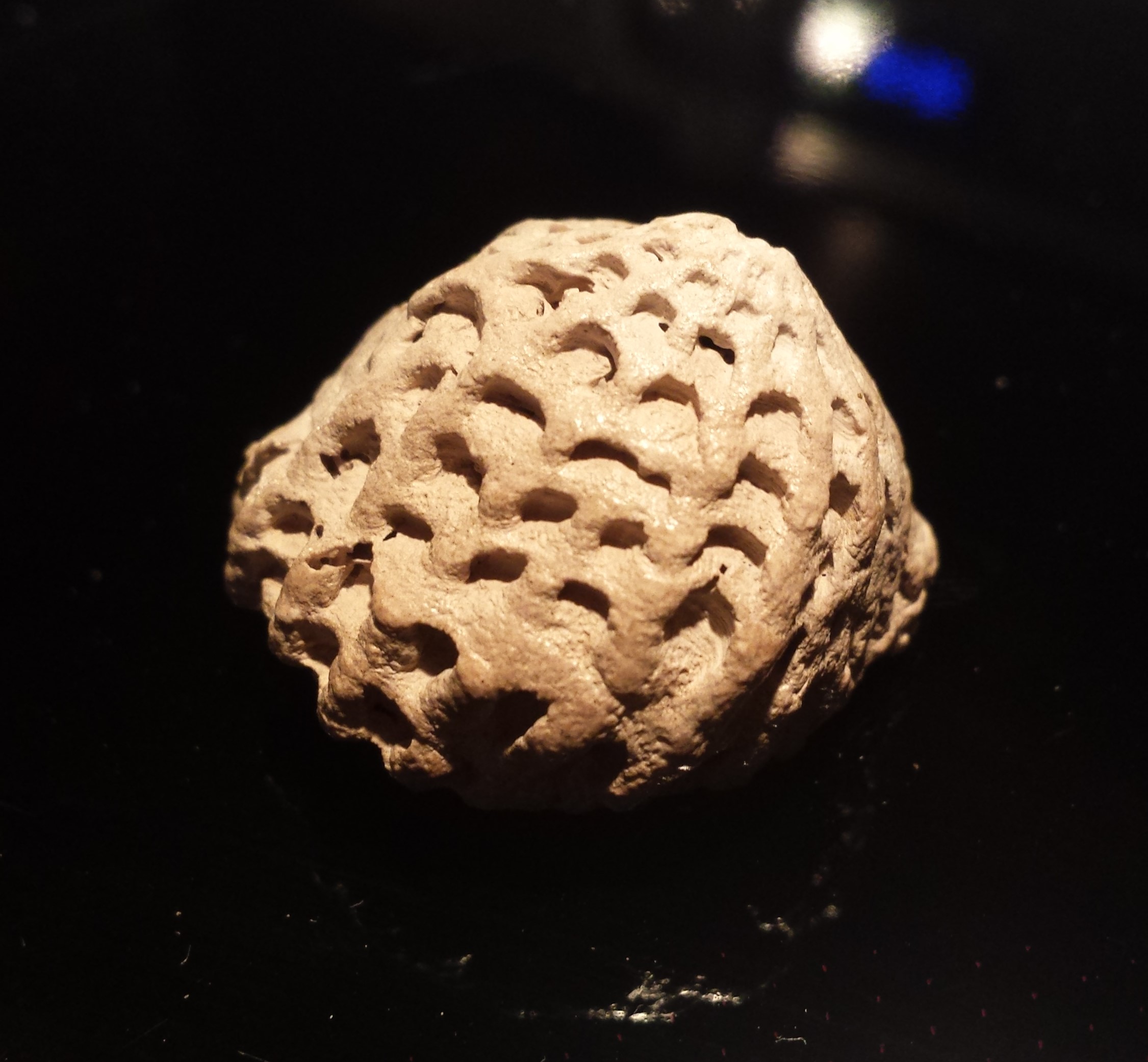 acorn husk? Or coral/bryozoan - Fossil ID - The Fossil Forum