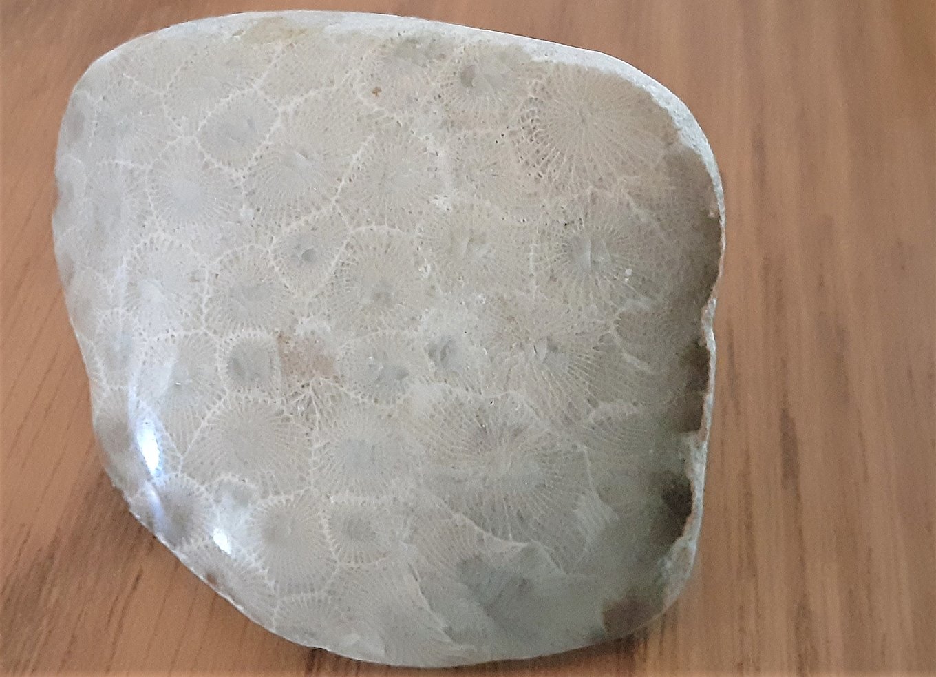 Petoskey Fossil stone - Member Collections - The Fossil Forum