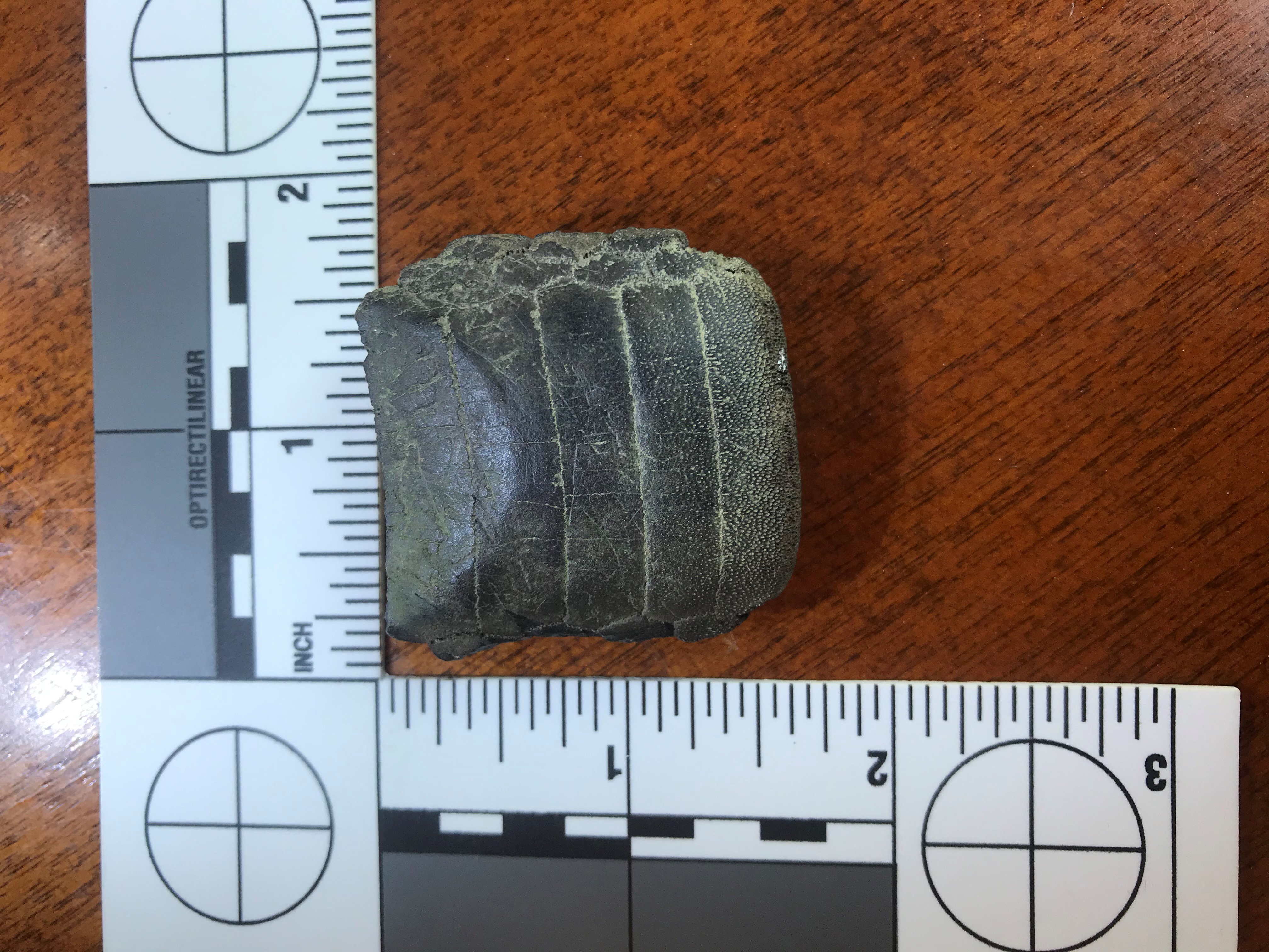 Eagle ray tooth plate partial? - Fossil ID - The Fossil Forum