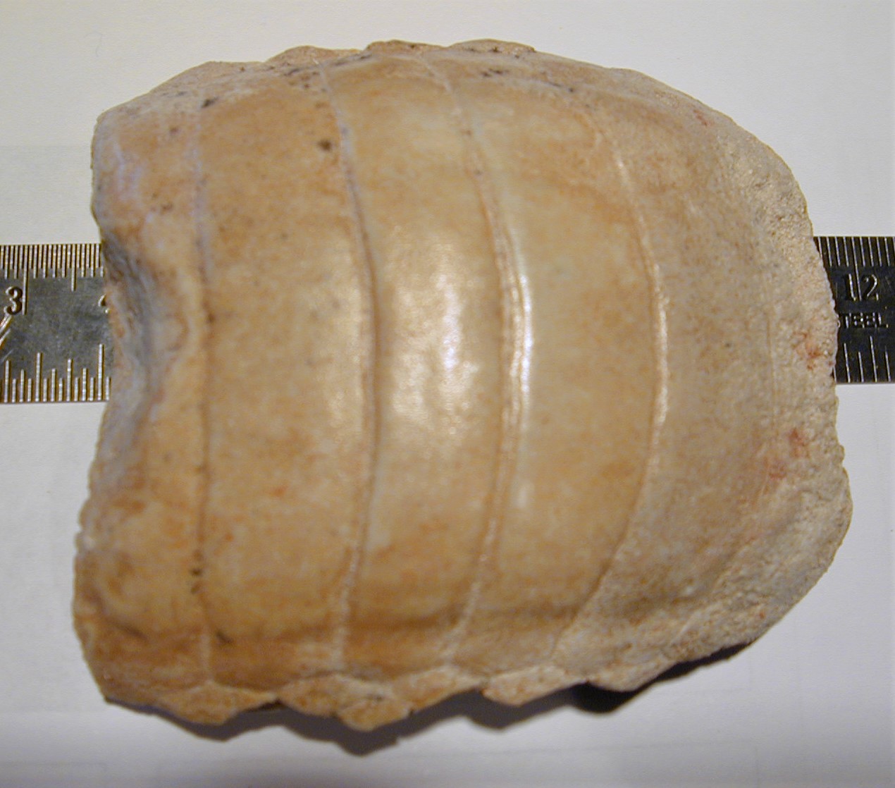 Myliobatis stingray mouthplate ID confirmation - Fossil ID - The Fossil ...