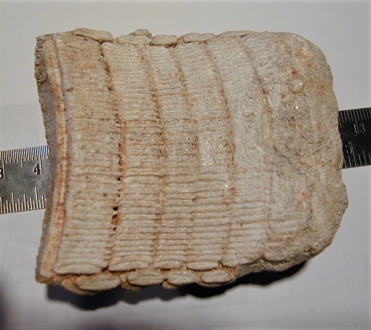 Myliobatis stingray mouthplate ID confirmation - Fossil ID - The Fossil ...