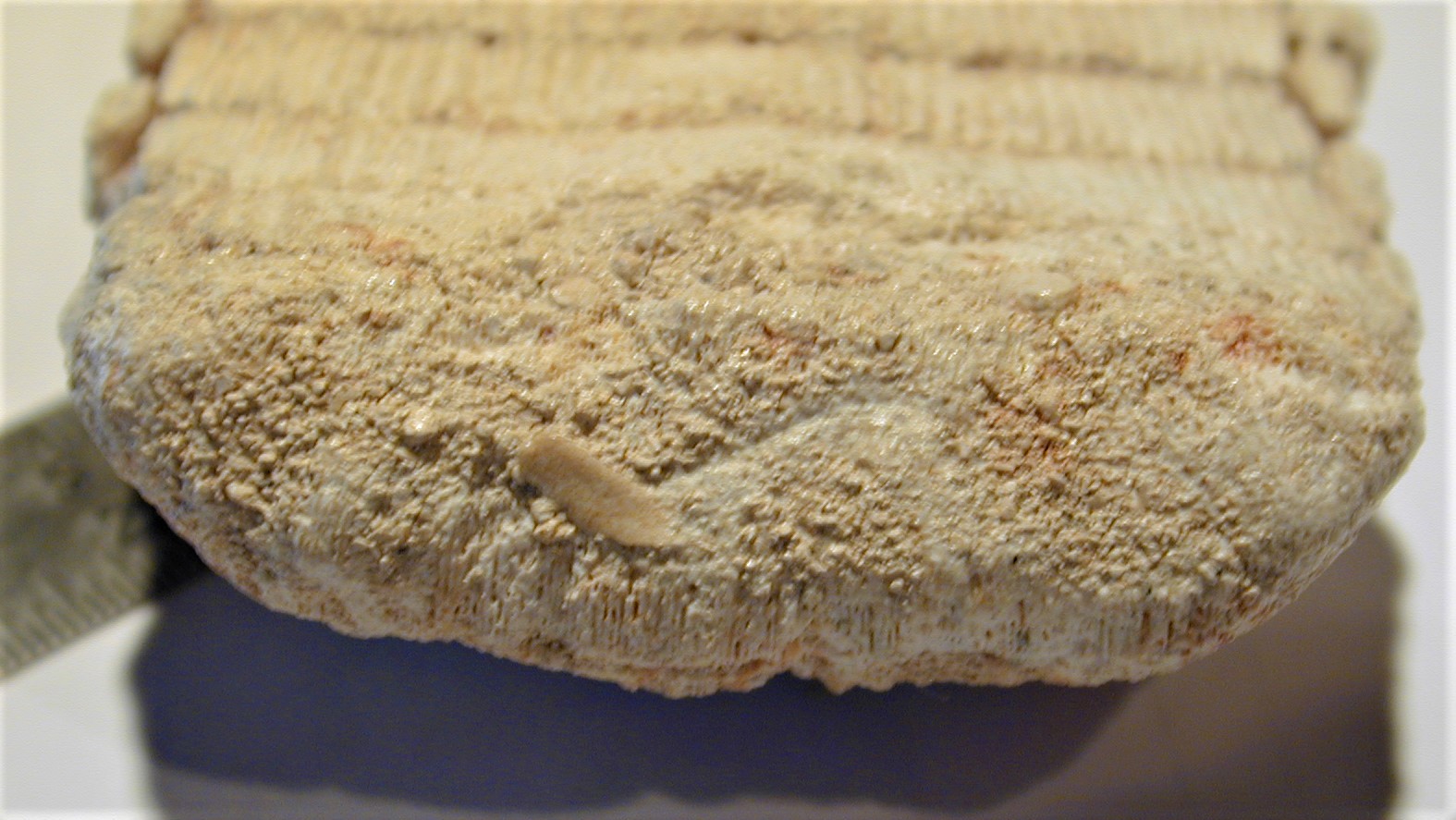 Myliobatis stingray mouthplate ID confirmation - Fossil ID - The Fossil ...
