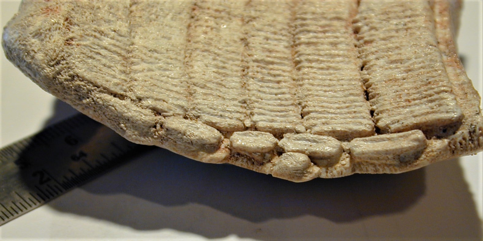 Myliobatis stingray mouthplate ID confirmation - Fossil ID - The Fossil ...