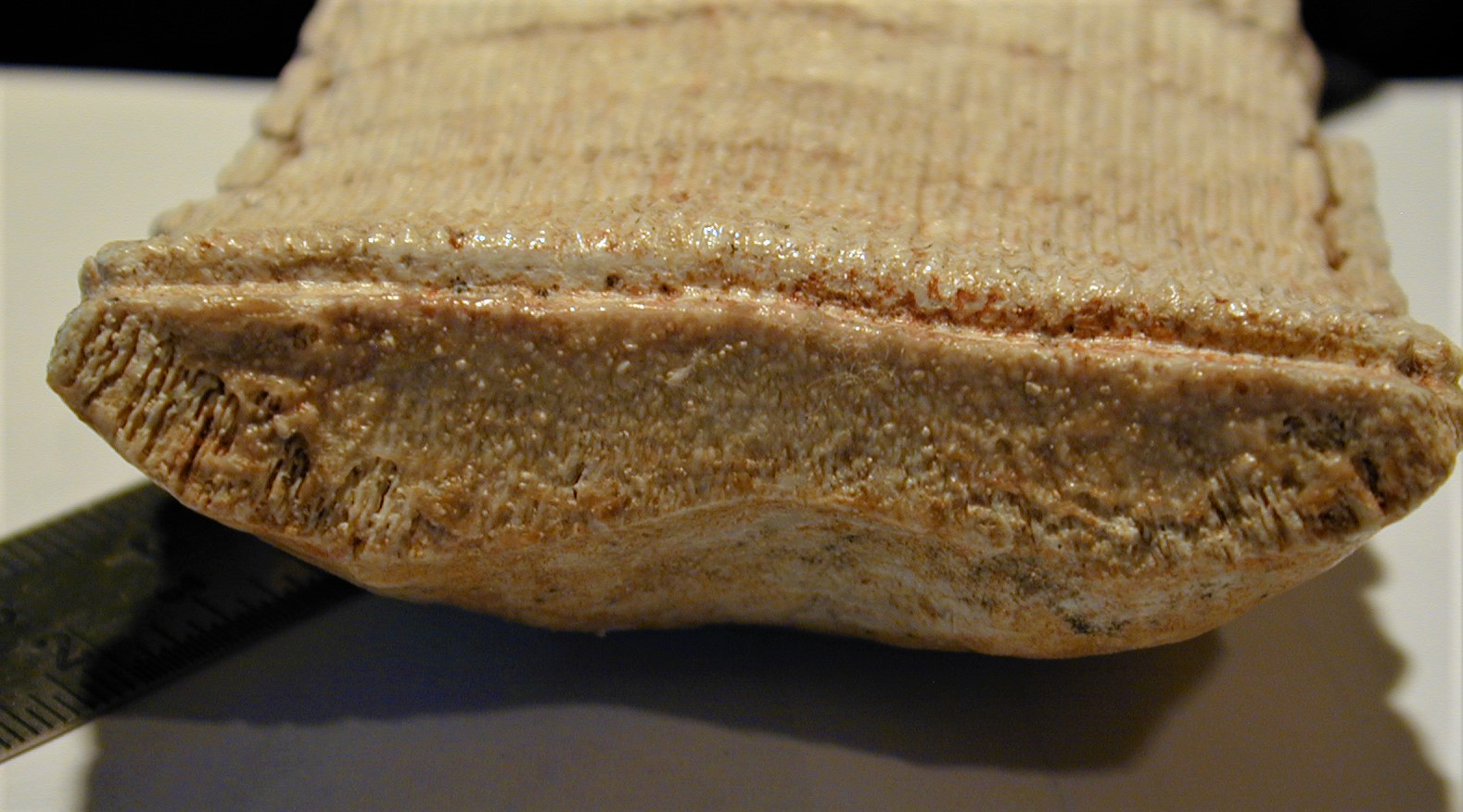 Myliobatis stingray mouthplate ID confirmation - Fossil ID - The Fossil ...