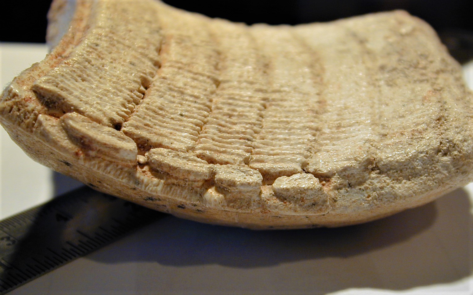 Myliobatis stingray mouthplate ID confirmation - Fossil ID - The Fossil ...