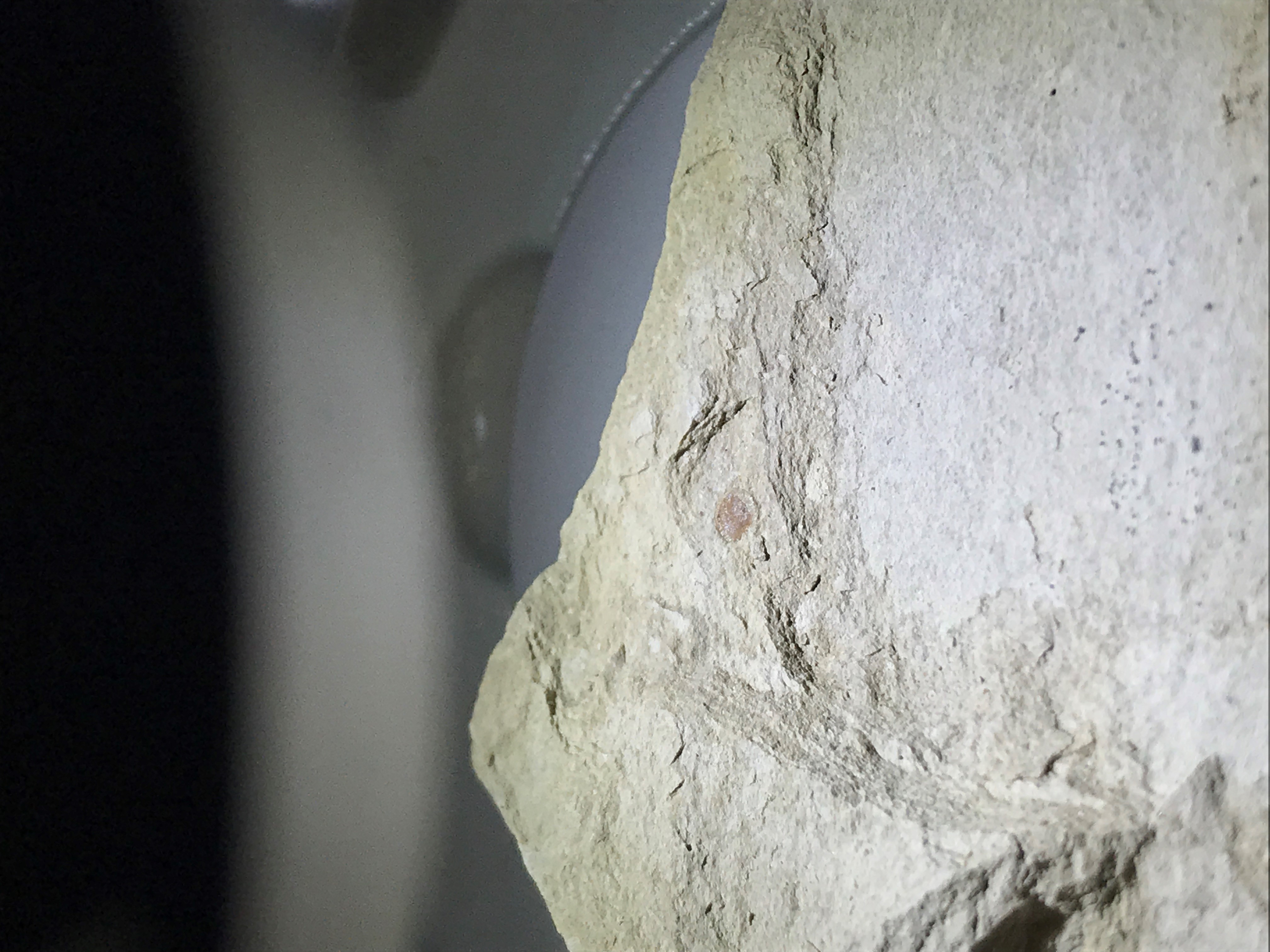 Fish Scale in Shale? - Fossil ID - The Fossil Forum