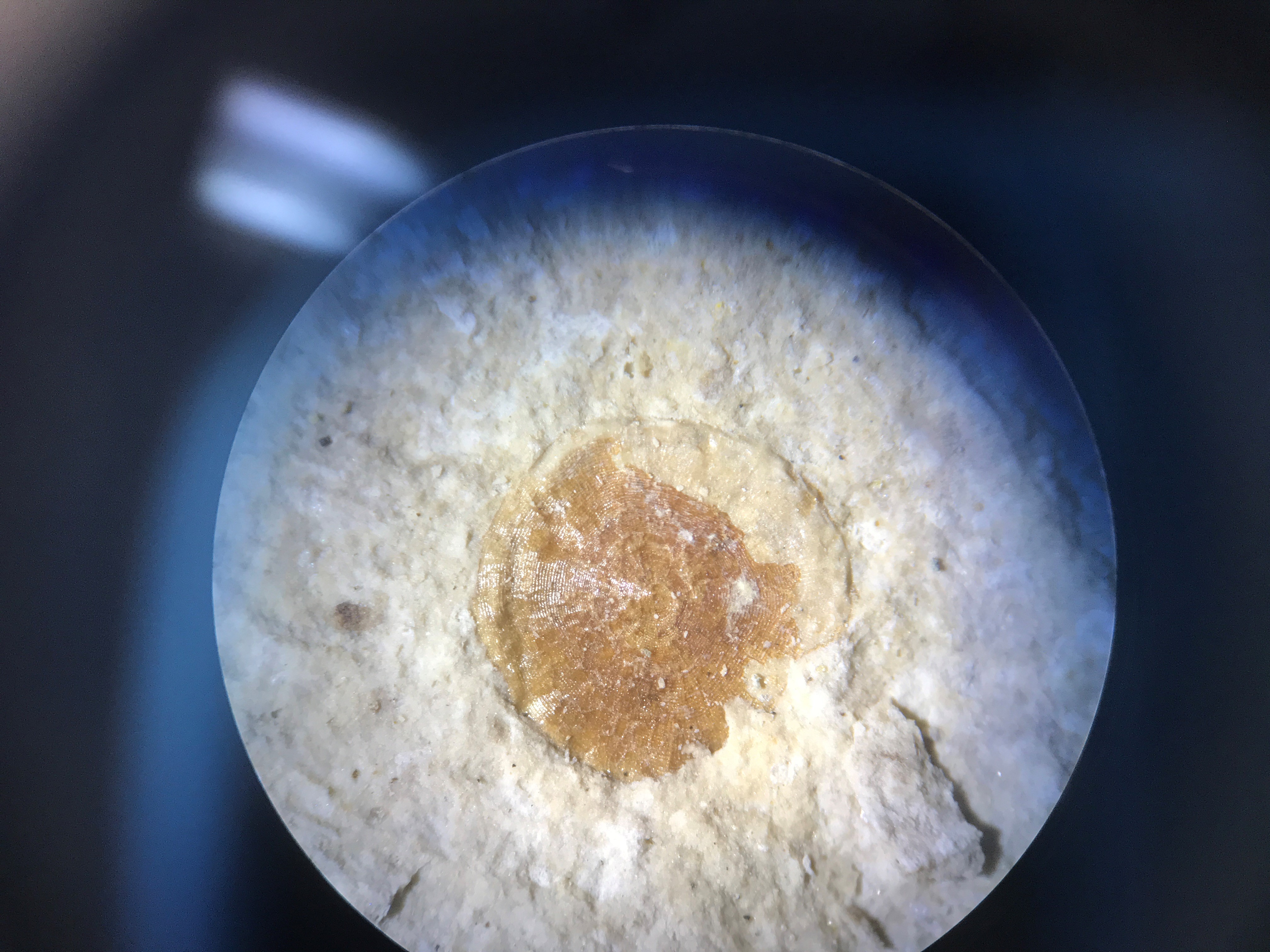 Fish Scale in Shale? - Fossil ID - The Fossil Forum