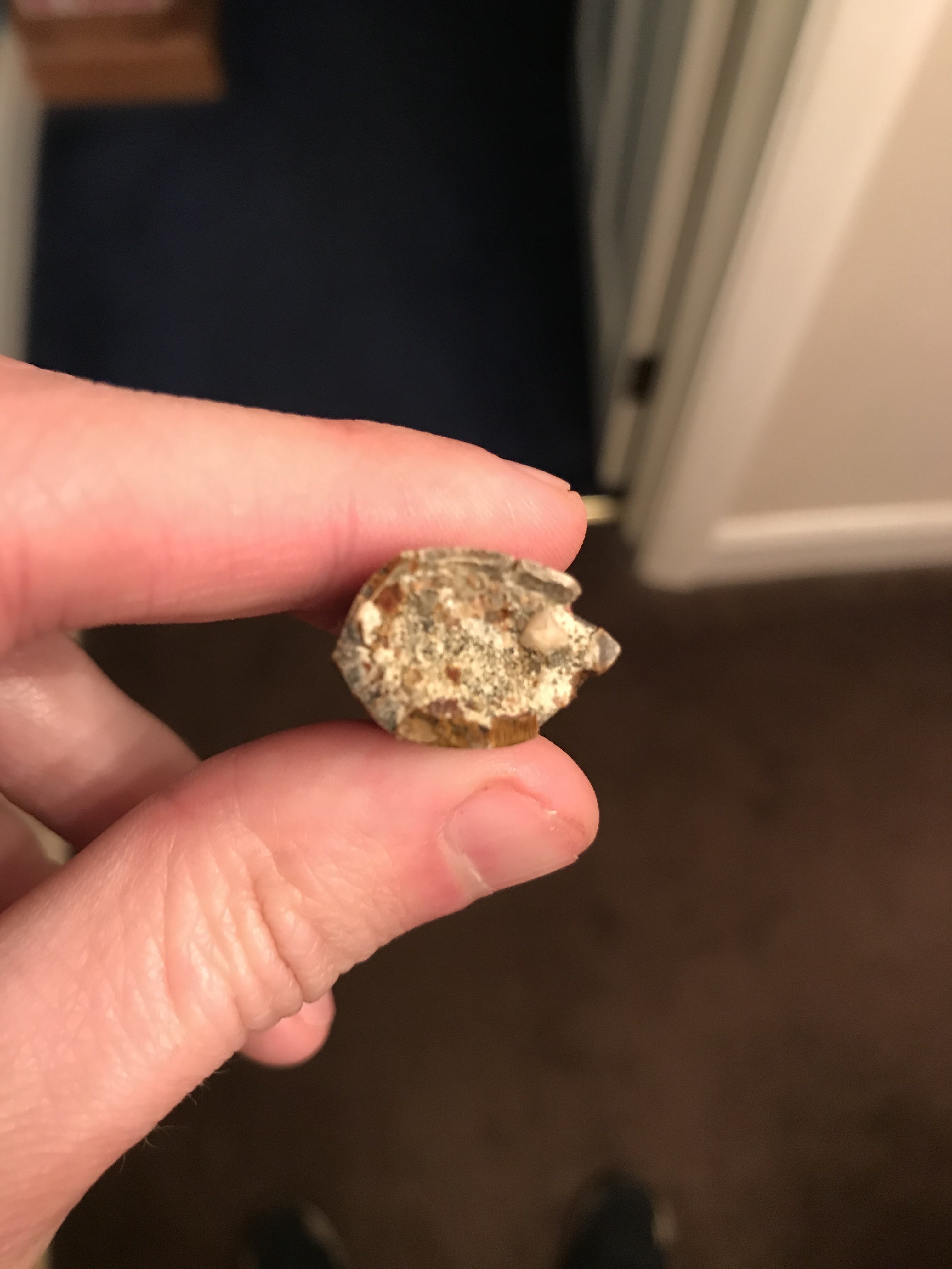 Argentine tooth ID - Fossil ID - The Fossil Forum
