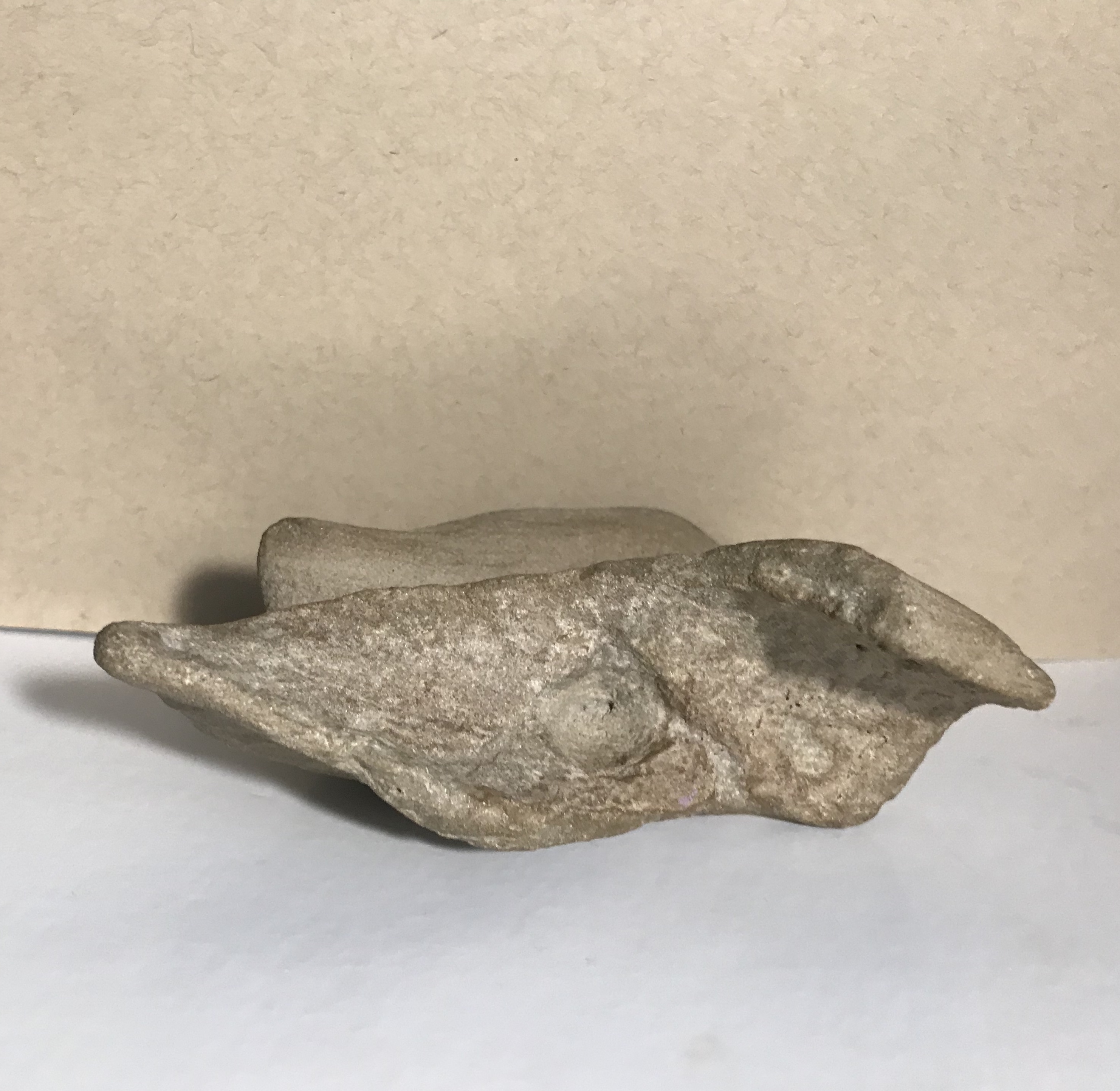 Fossil found at beach? - Fossil ID - The Fossil Forum