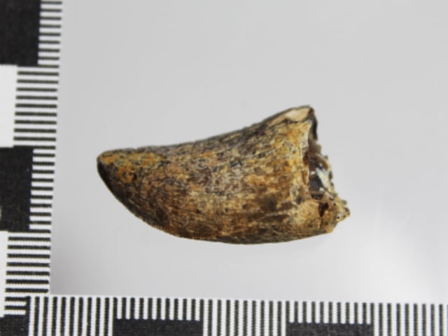 Tyrannosaur teeth decision - Questions & Answers - The Fossil Forum