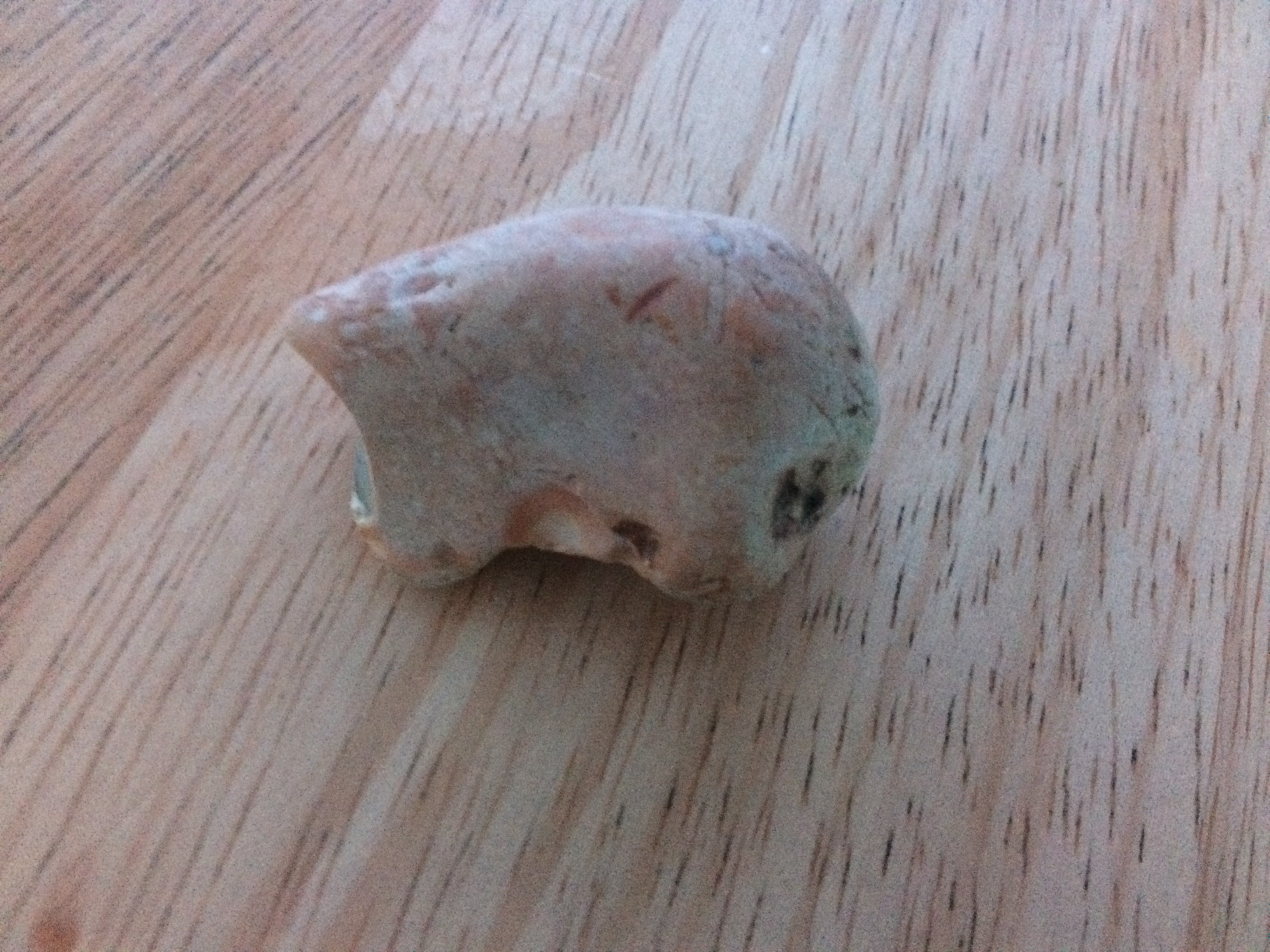 Finger or Toe bone? - Fossil ID - The Fossil Forum
