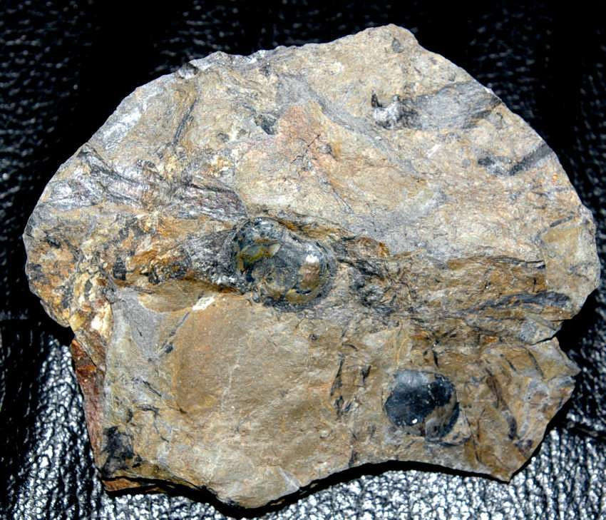 Seed Pod #5, Cardiocarpon - Fossil ID - The Fossil Forum