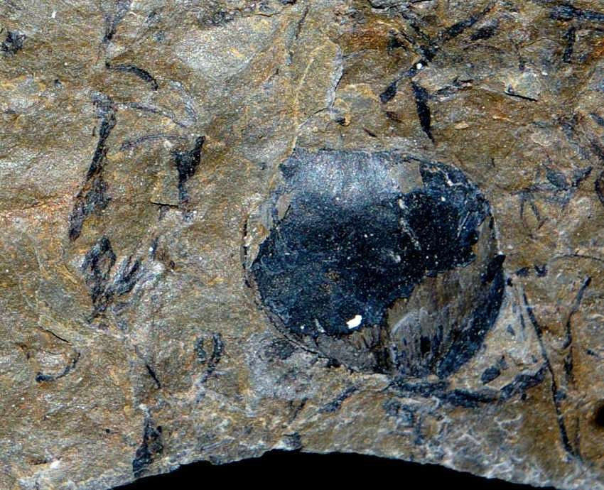 Seed Pod #5, Cardiocarpon - Fossil ID - The Fossil Forum