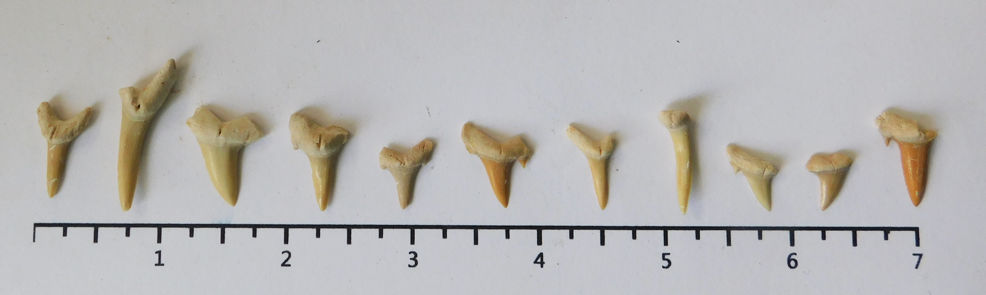 Galveston Texas Beach Hunting - Fossil Hunting Trips - The Fossil Forum
