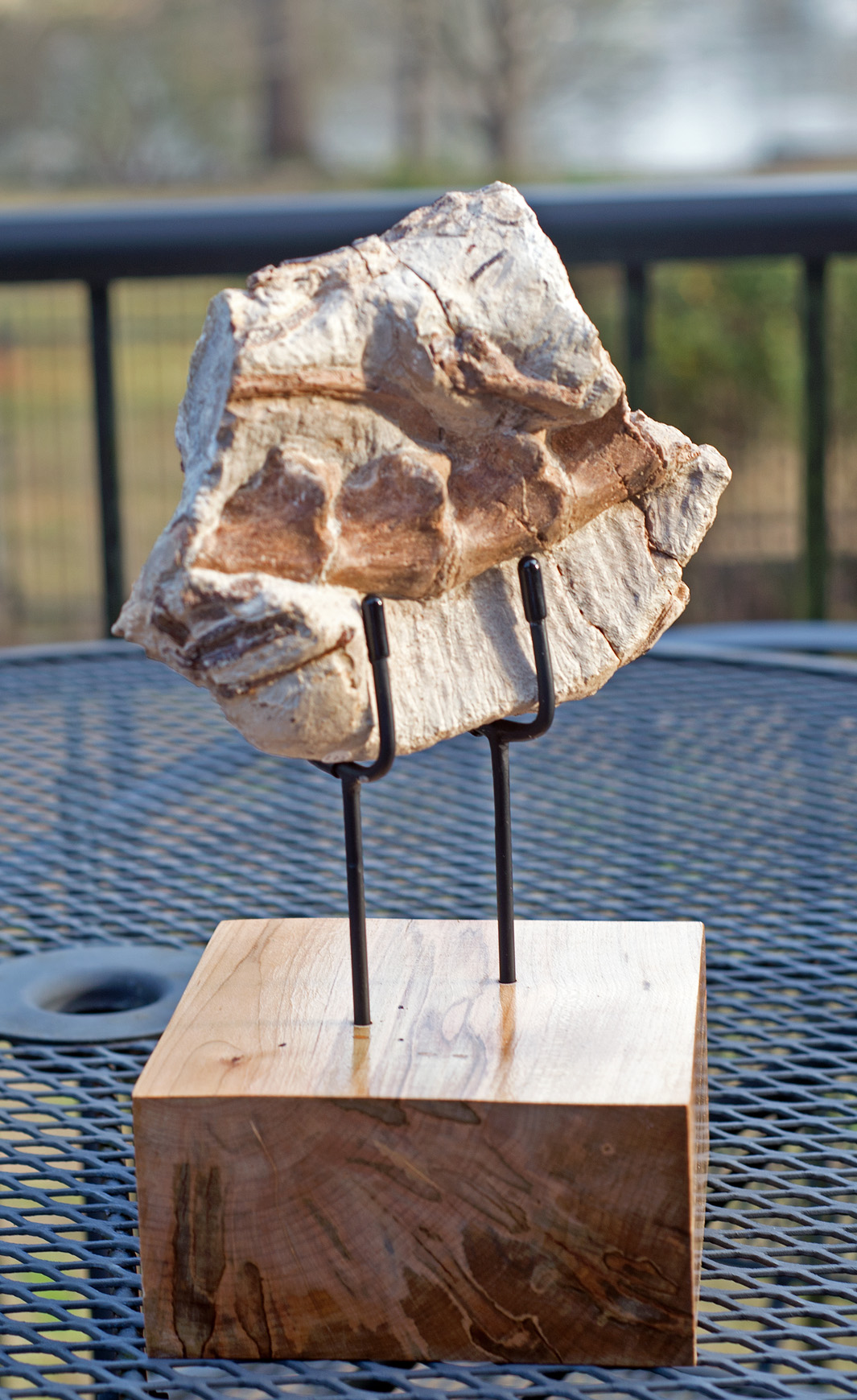 Stand by ME - General Fossil Discussion - The Fossil Forum