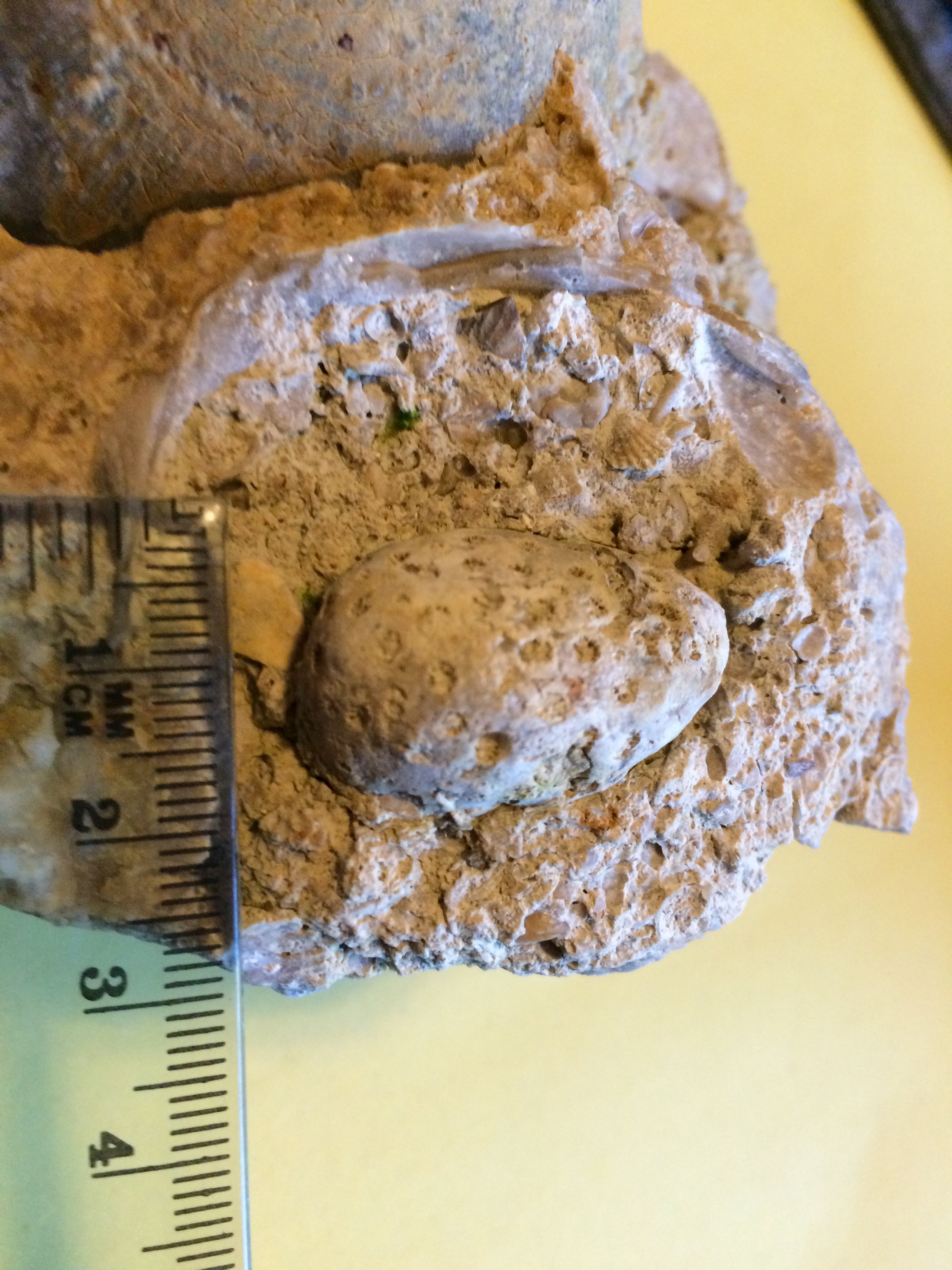 Shell fossils from unearthed white lias stone - Fossil ID - The Fossil ...