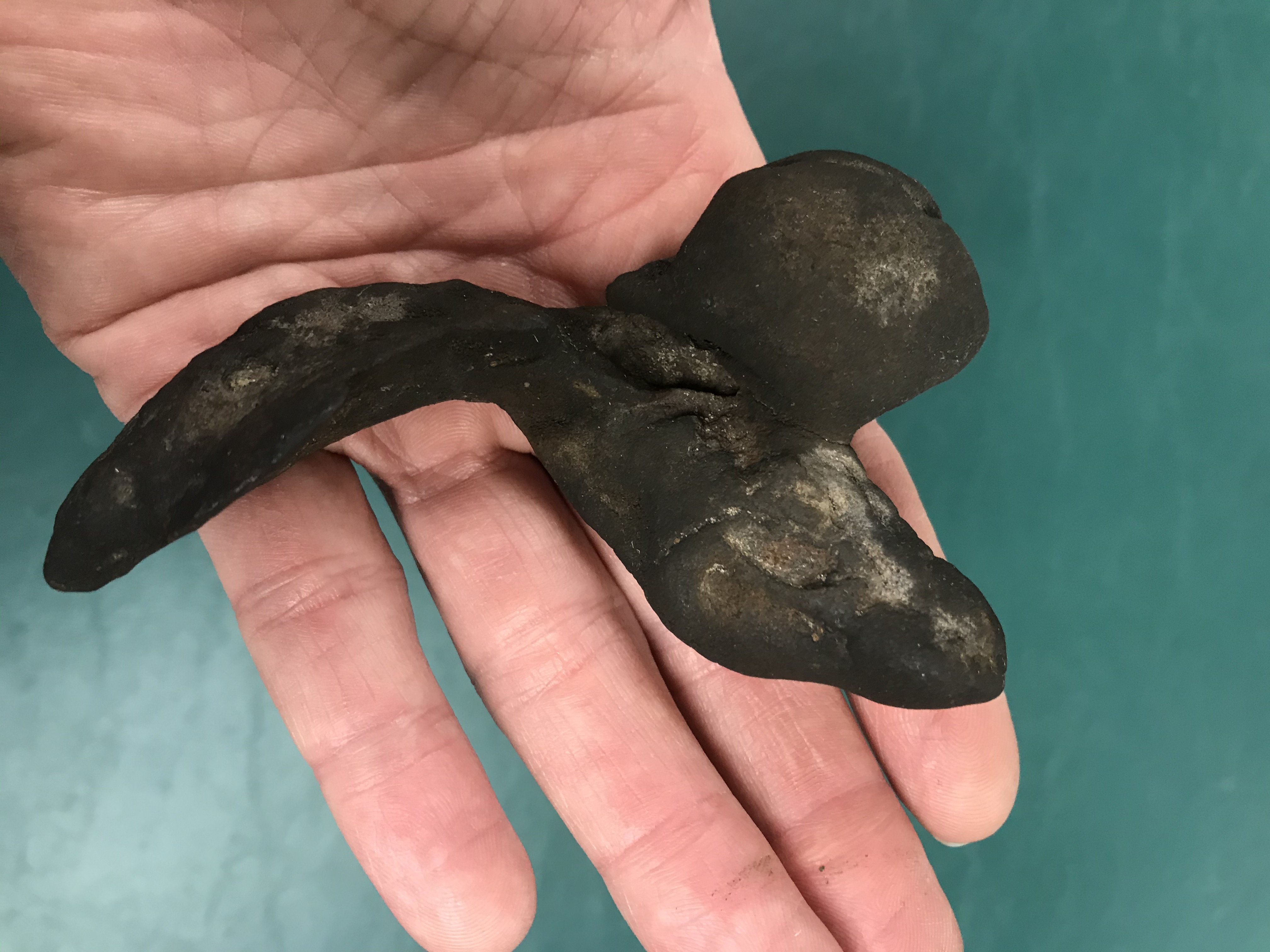 Suspected whale periotic / tympanic bones - Fossil ID - The Fossil Forum