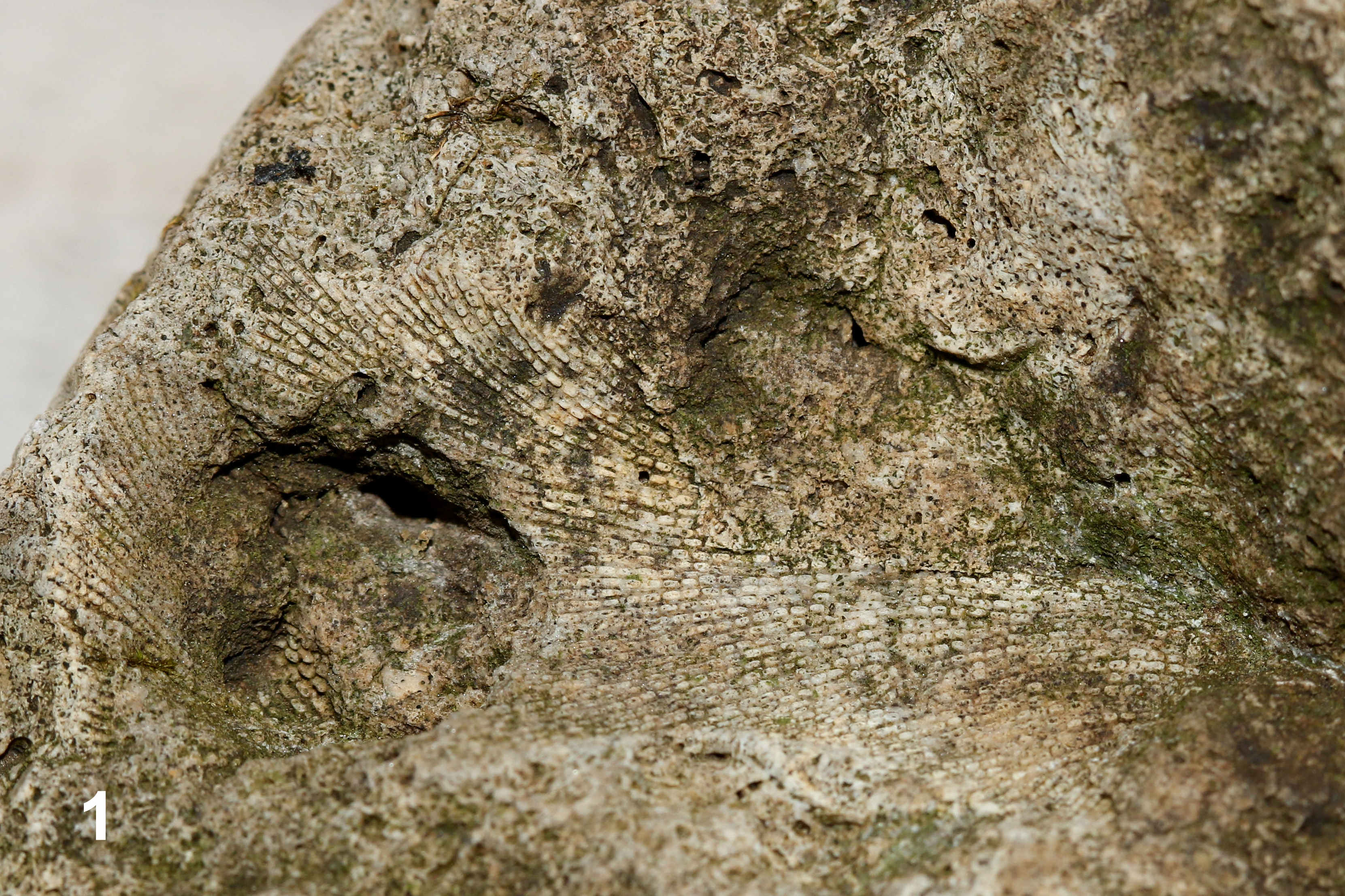 Wanna play "I Spy" with fossil-rich rock? - Fossil ID - The Fossil Forum